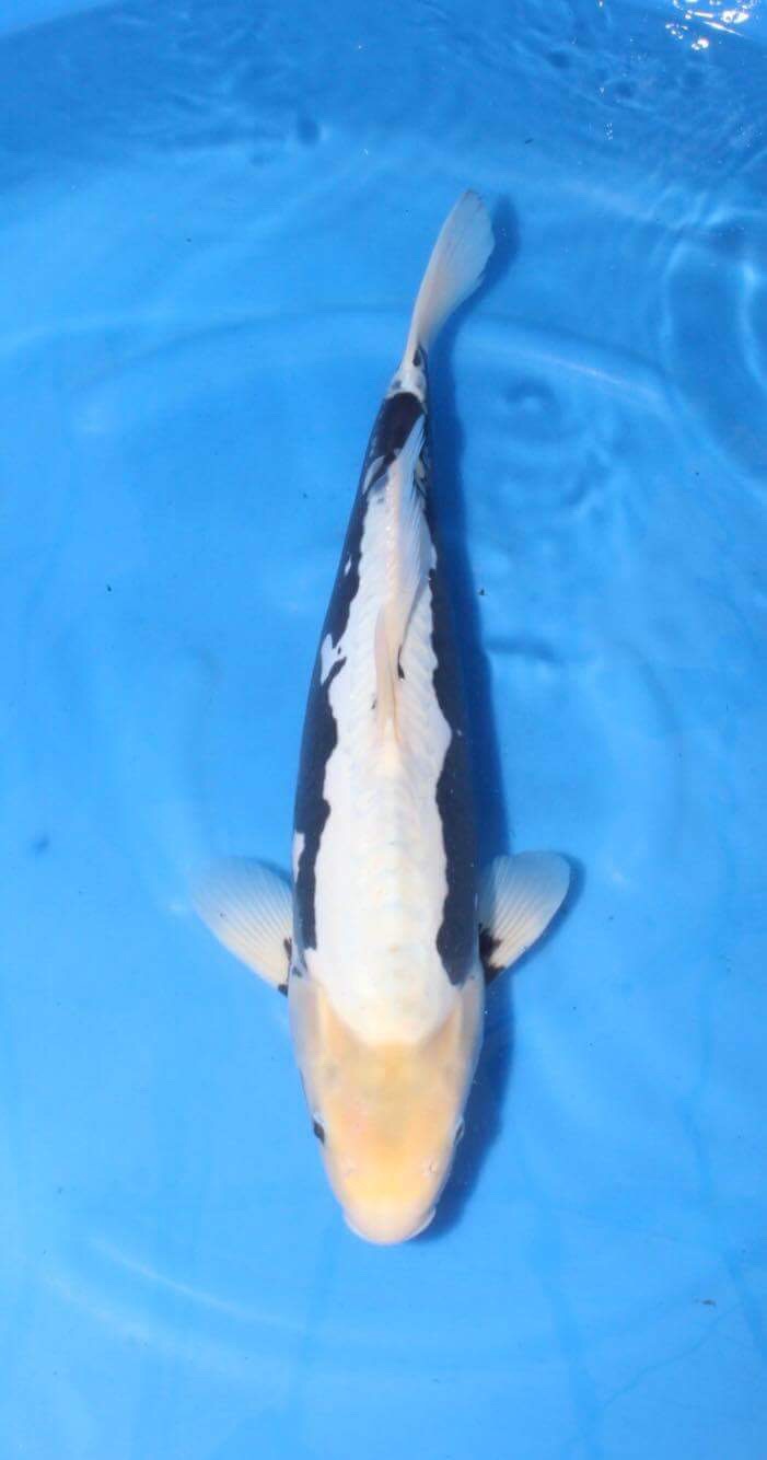 Kumonryu - Grand Koi, LLC