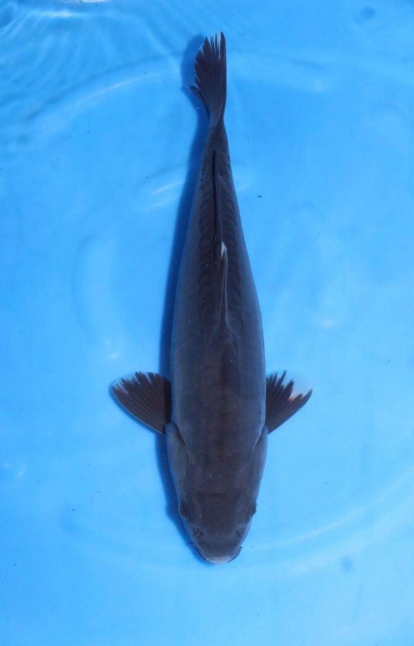 Kumonryu - Grand Koi, LLC