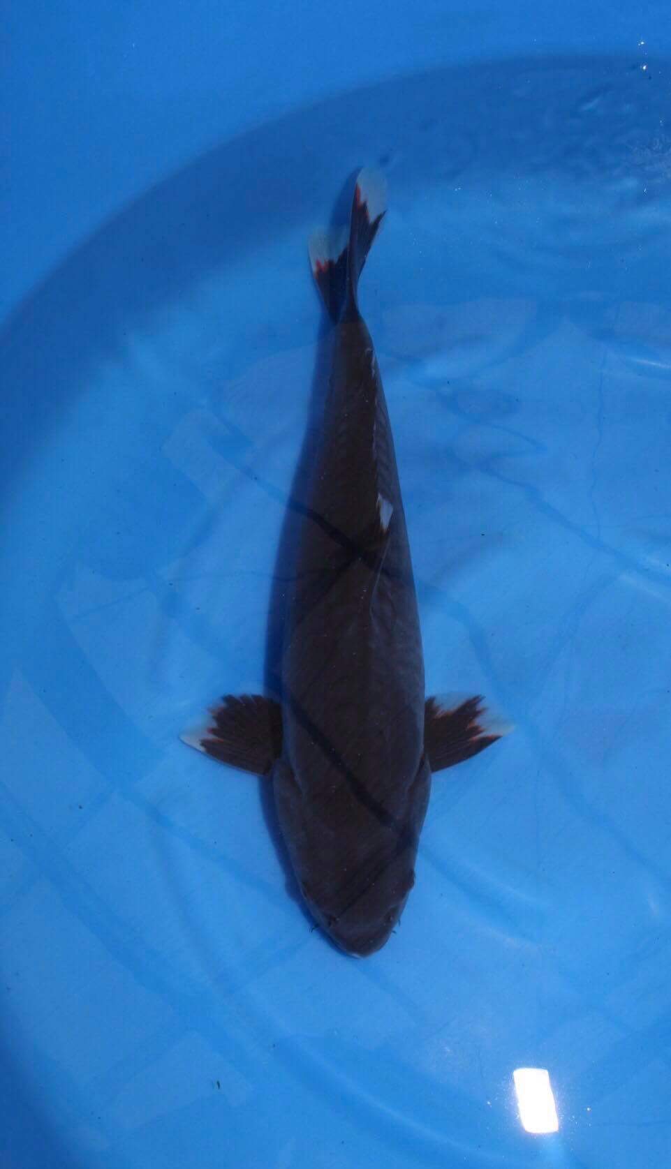 Kumonryu - Grand Koi, LLC