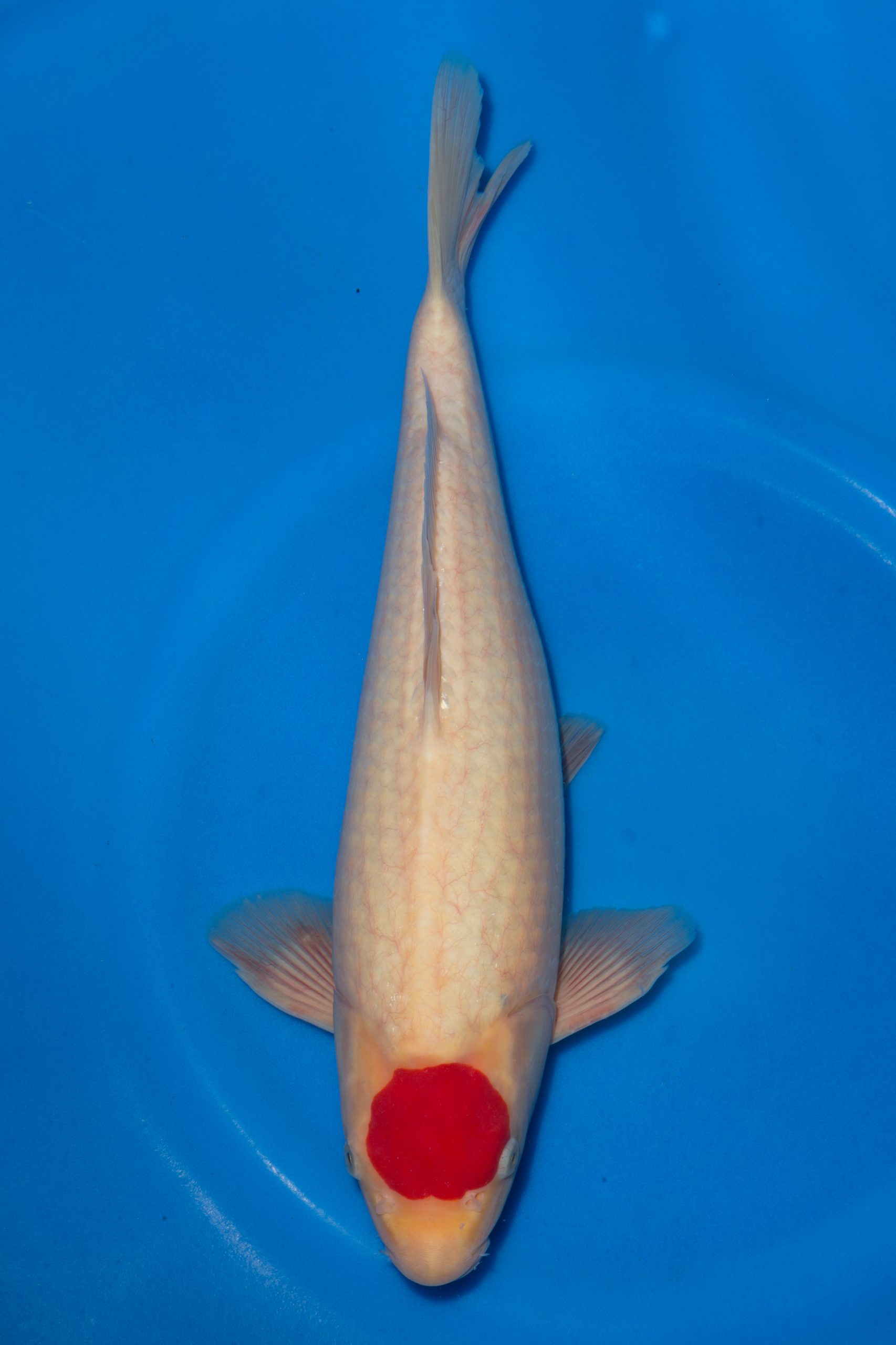 Tancho Kohaku - Grand Koi, LLC