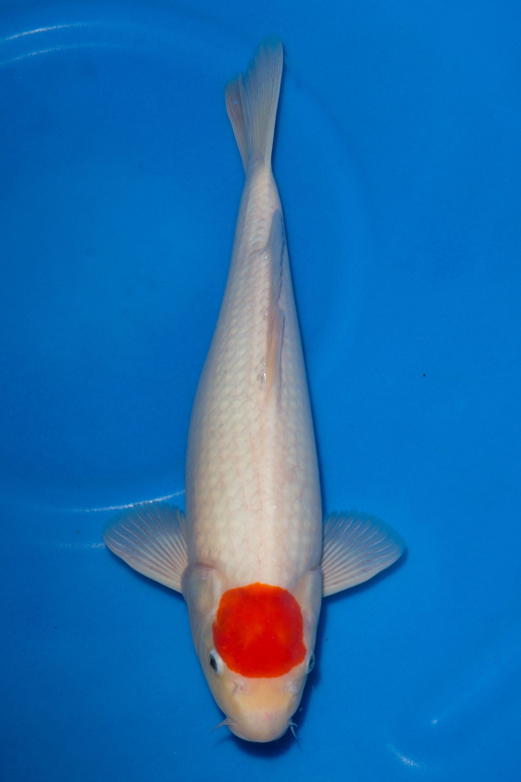 Tancho Kohaku-SOLD - Grand Koi, LLC