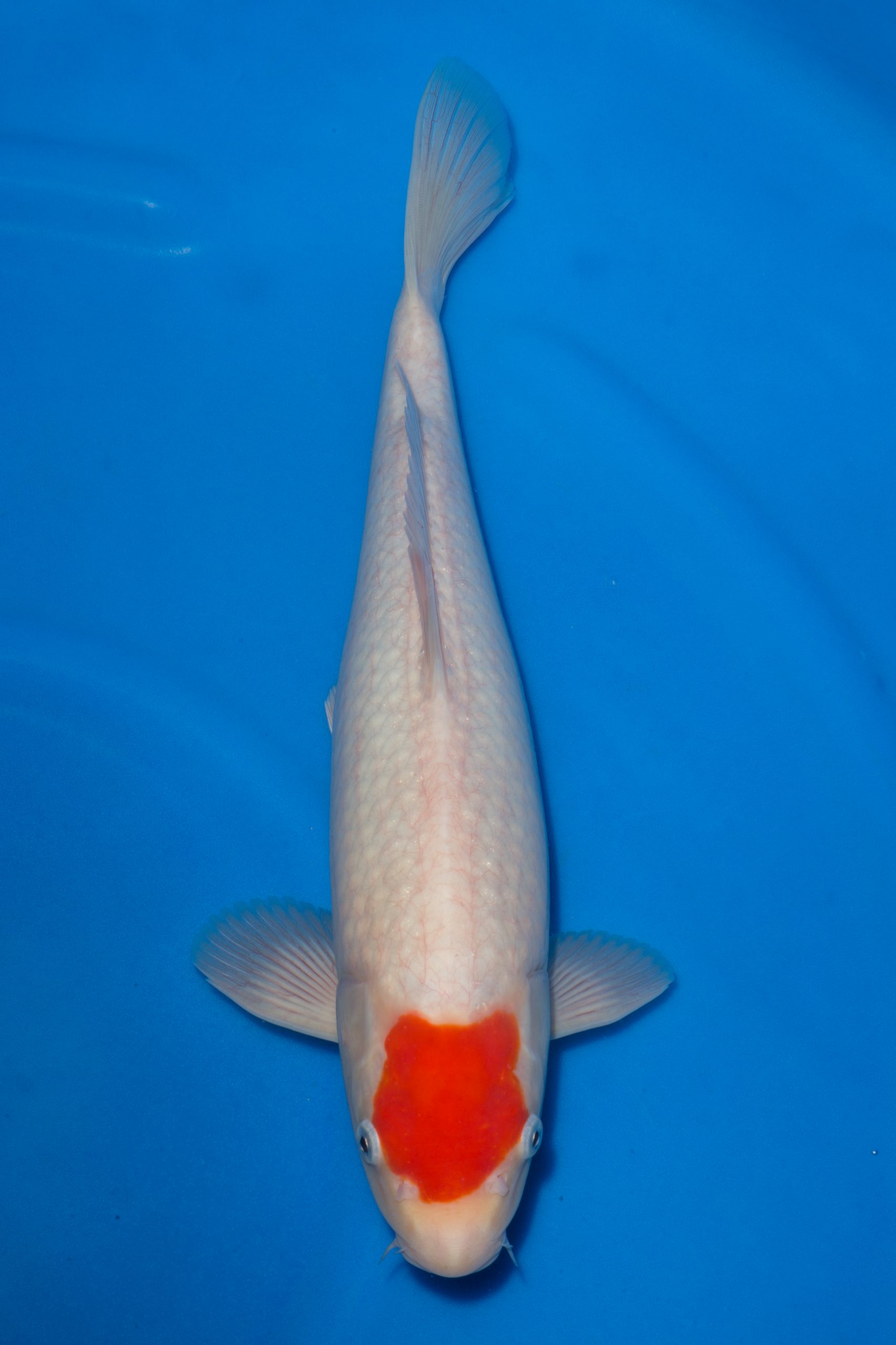 Tancho Kohaku - Grand Koi, LLC