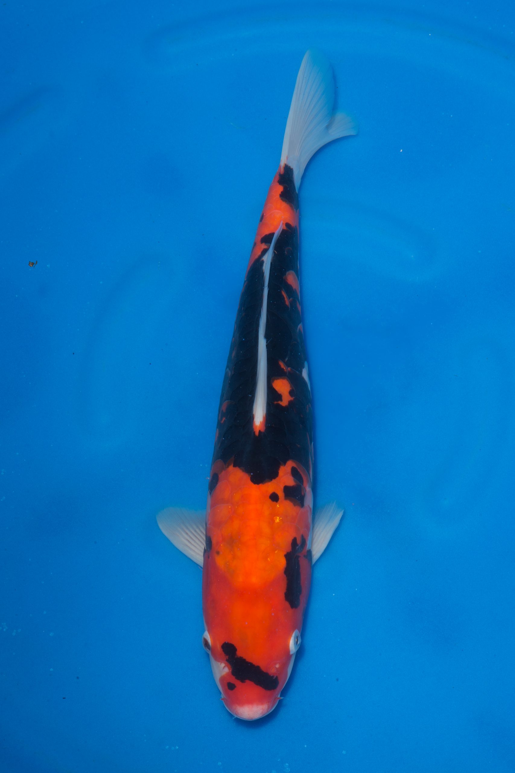 Beni Kumonryu- SOLD - Grand Koi, LLC