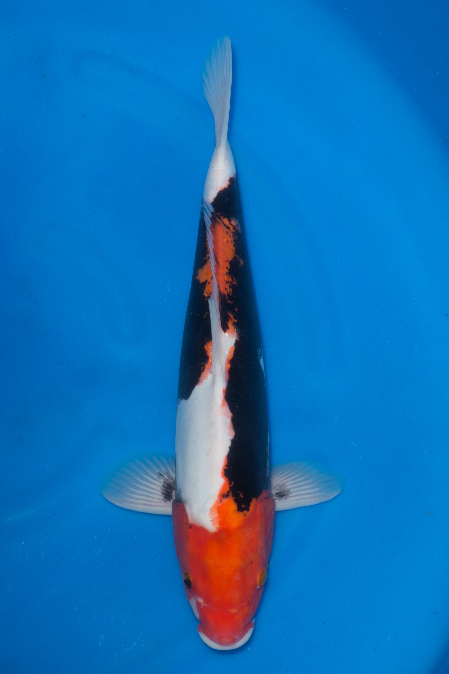 Beni Kumonryu- SOLD - Grand Koi, LLC