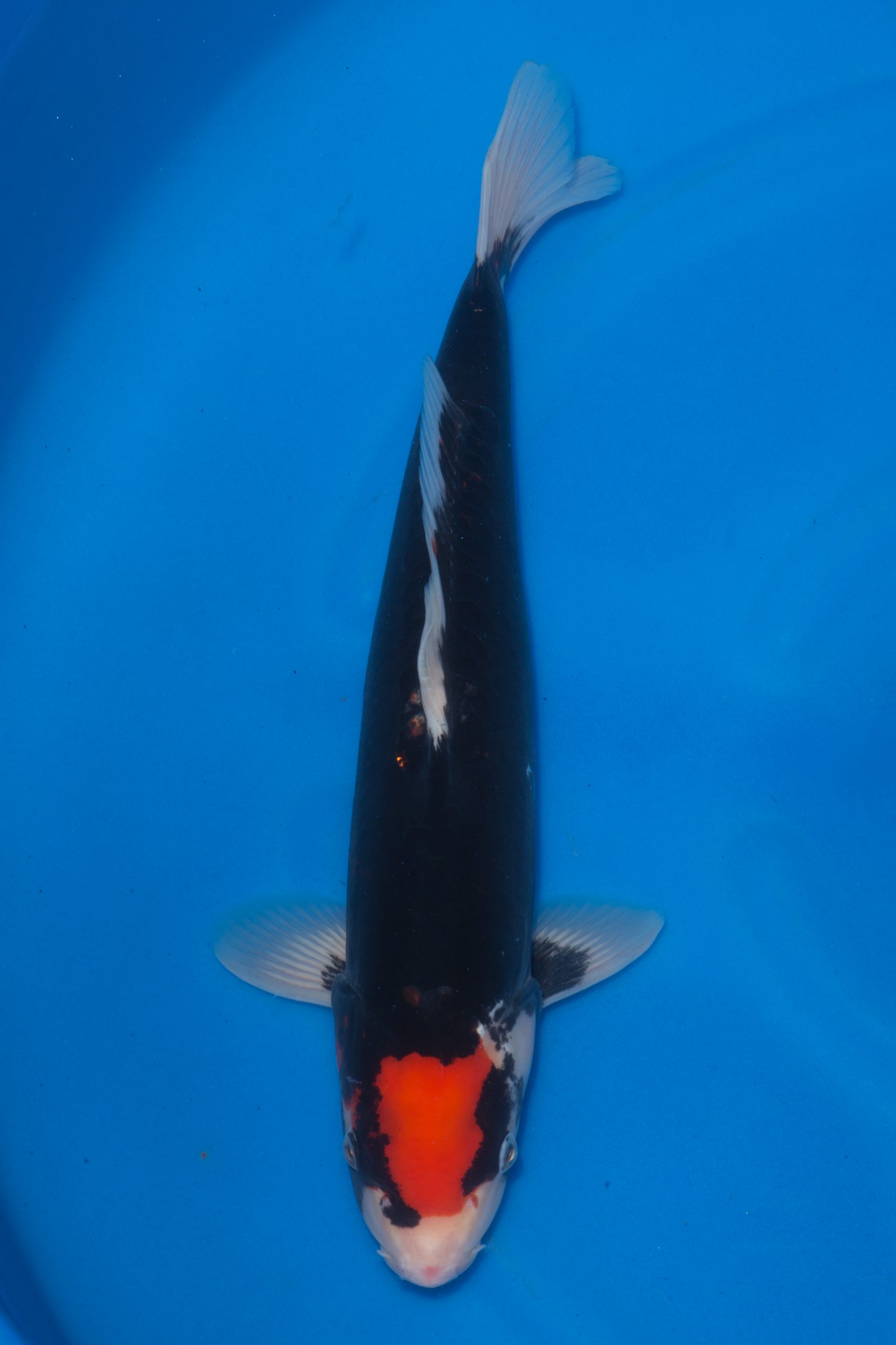 Beni Kumonryu - Grand Koi, LLC