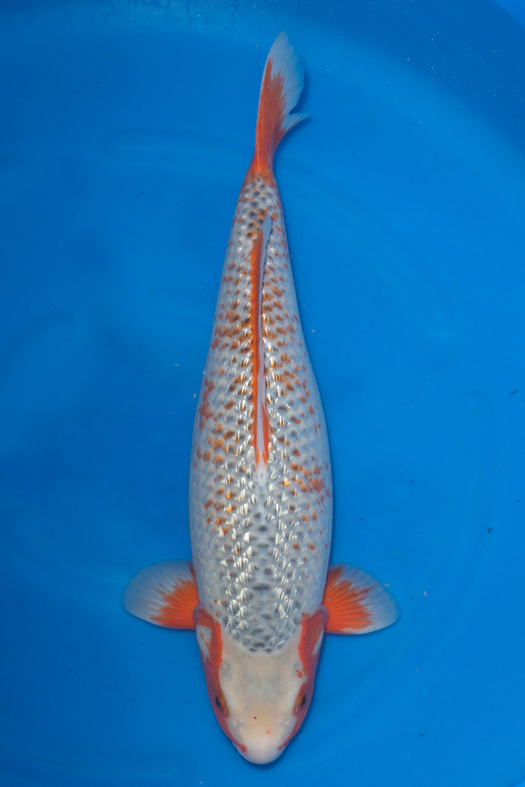 Gin Rin Asagi - Grand Koi, LLC