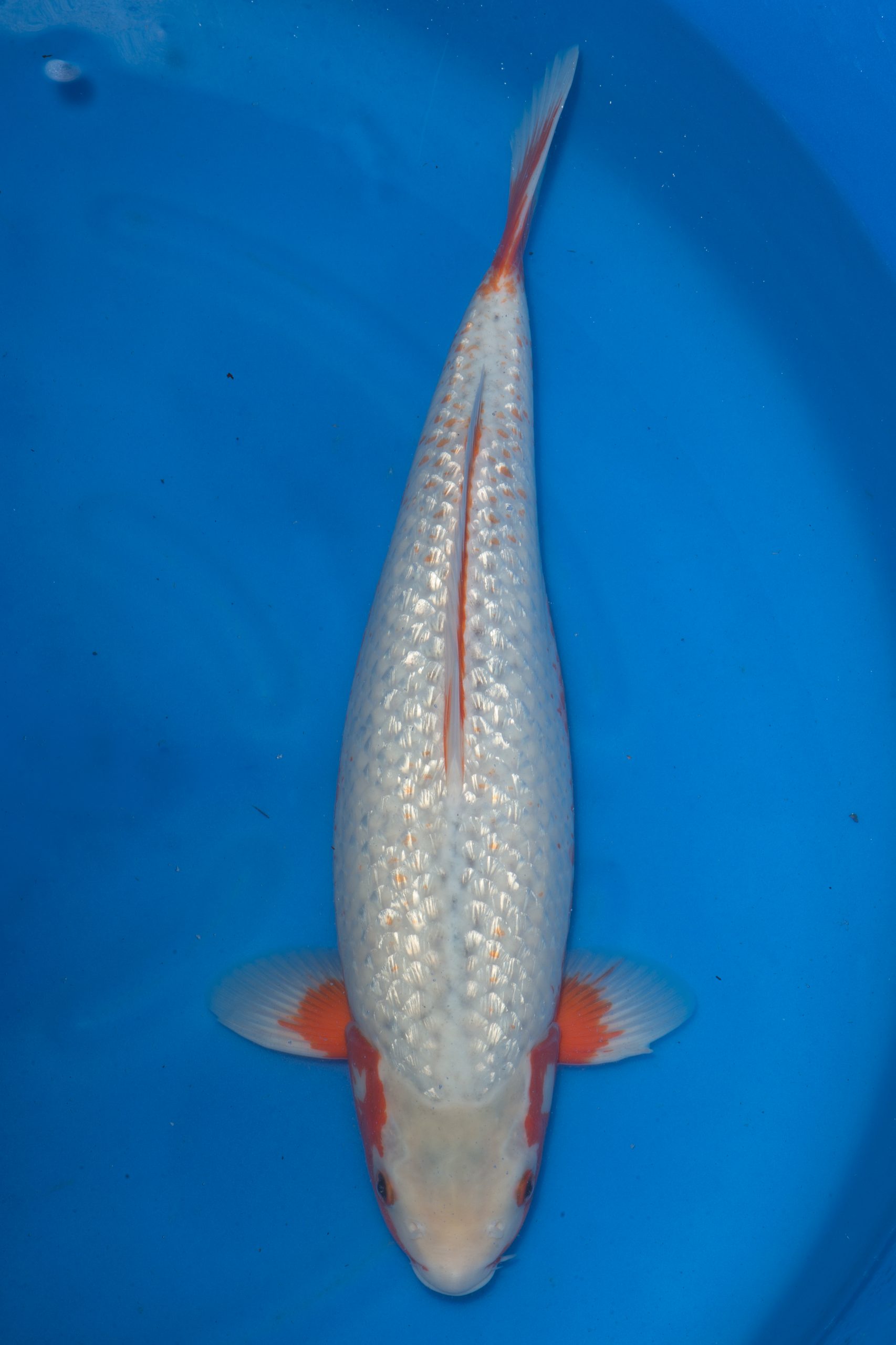 Gin Rin Asagi - Grand Koi, LLC