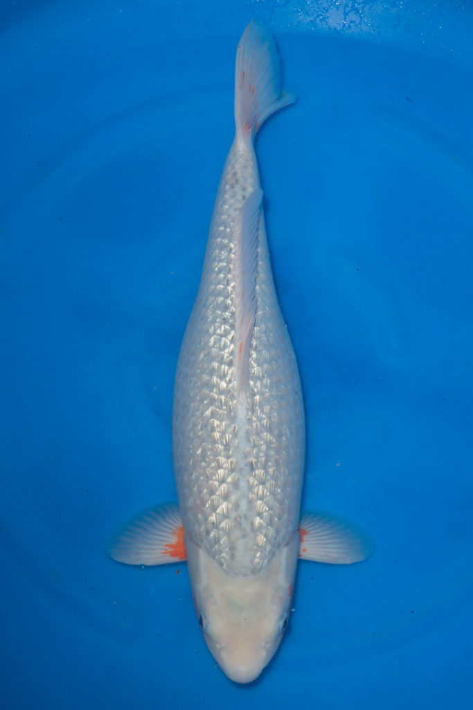 Gin Rin Asagi - Grand Koi, LLC