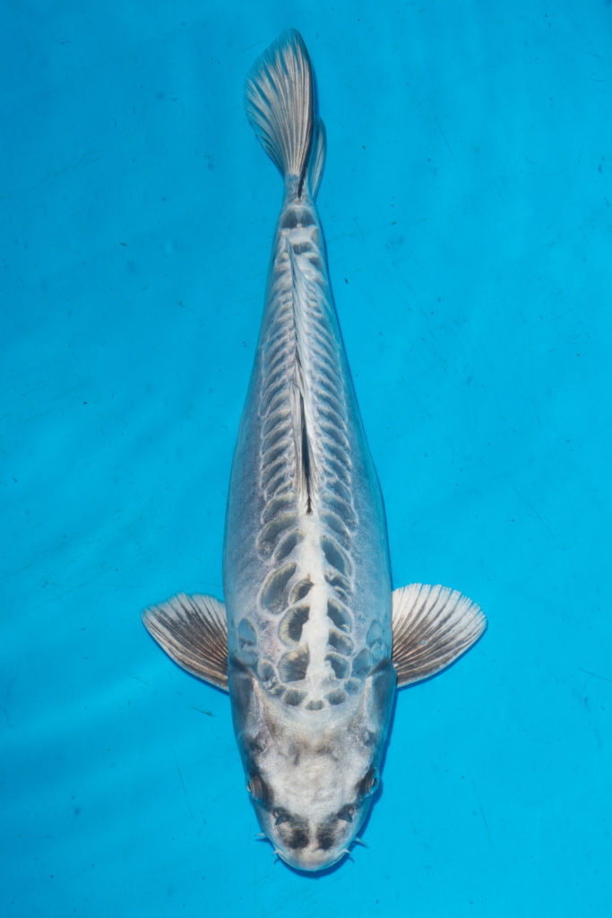 Kin Kikokuryu - Grand Koi, LLC