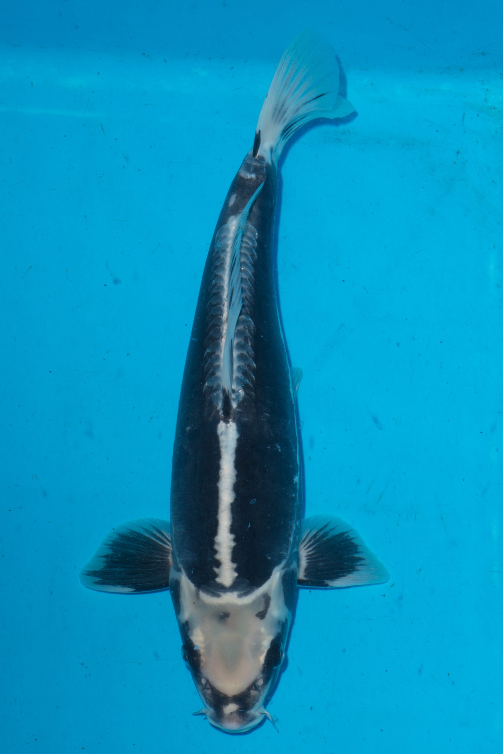 Kin Kikokuryu - Grand Koi, LLC