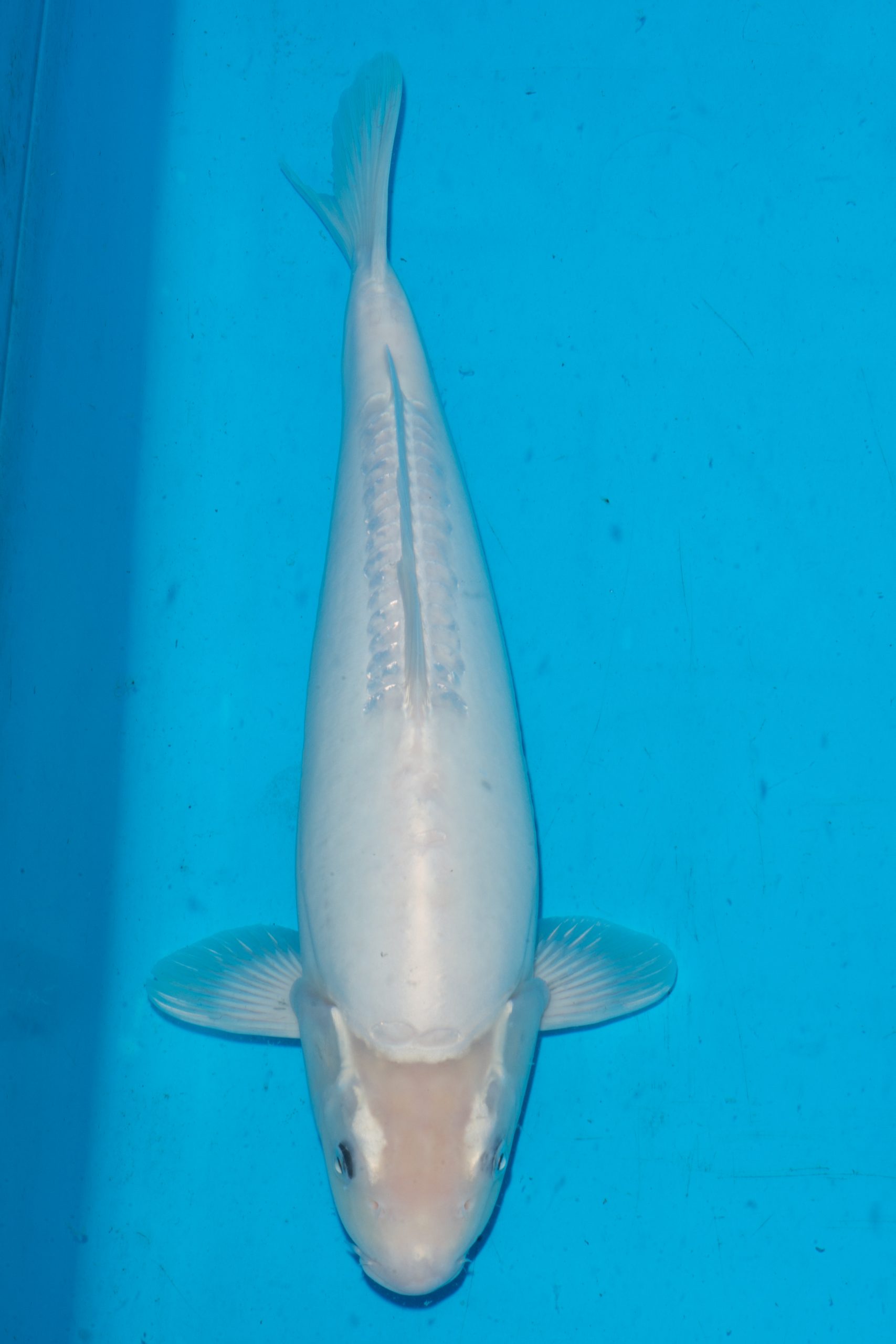 Doitsu Platinum - Grand Koi, LLC