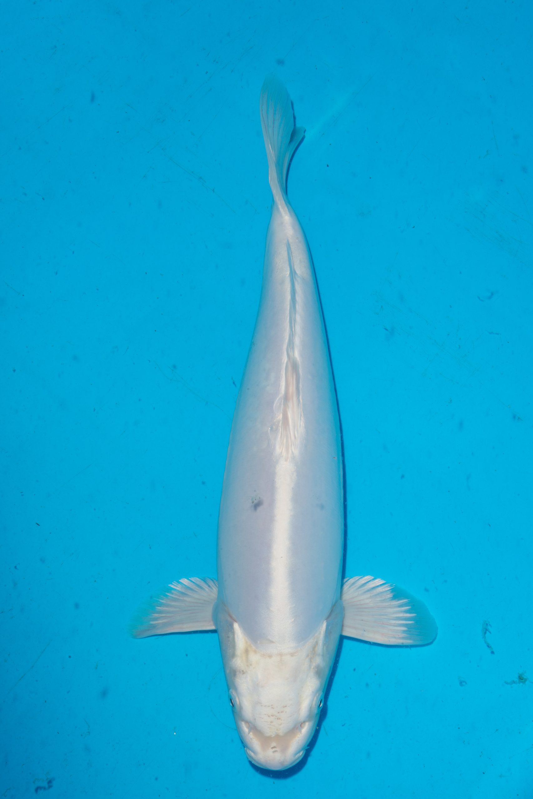 Doitsu Platinum - Grand Koi, LLC