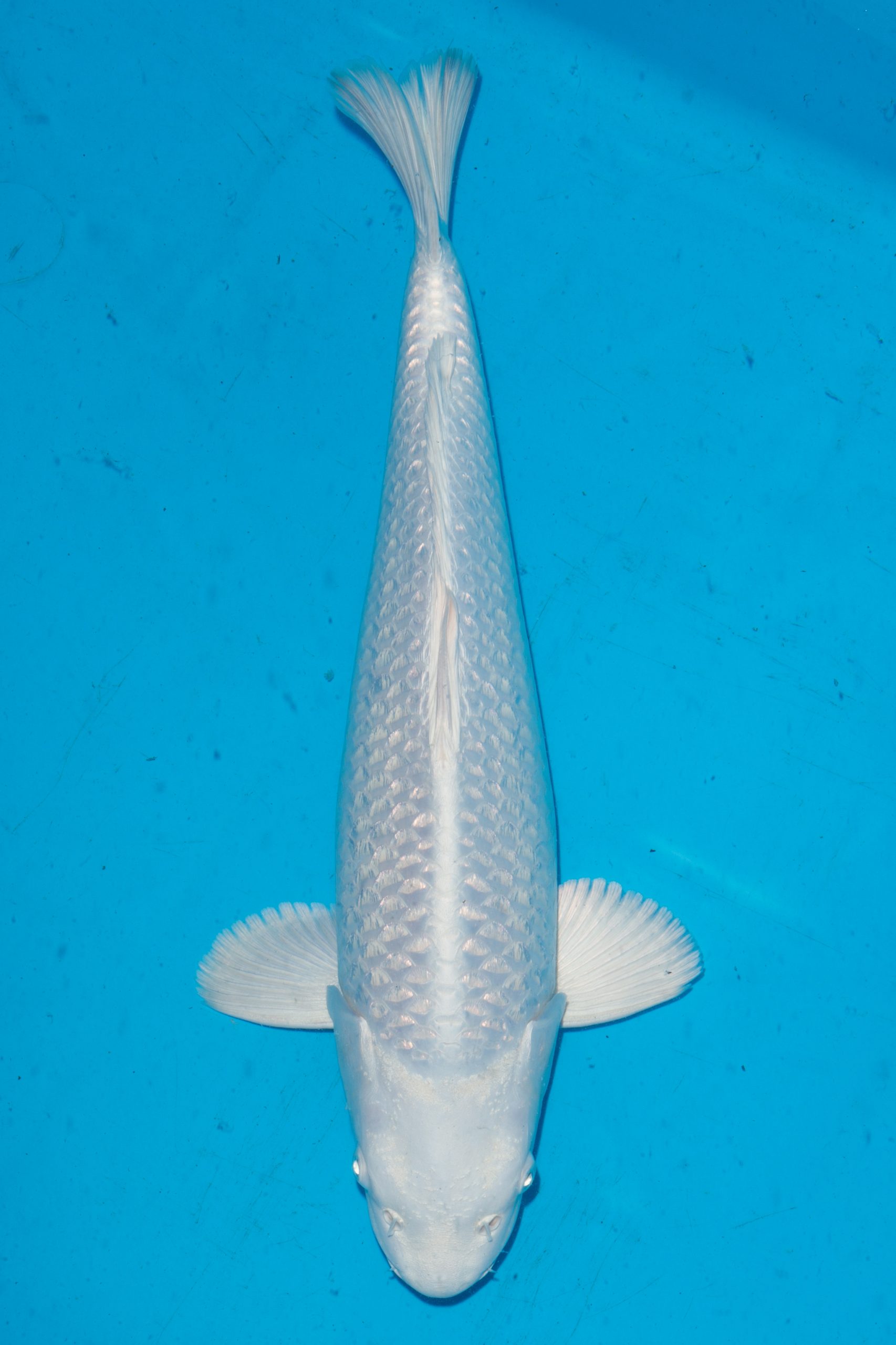 Gin Rin Platinum- SOLD - Grand Koi, LLC