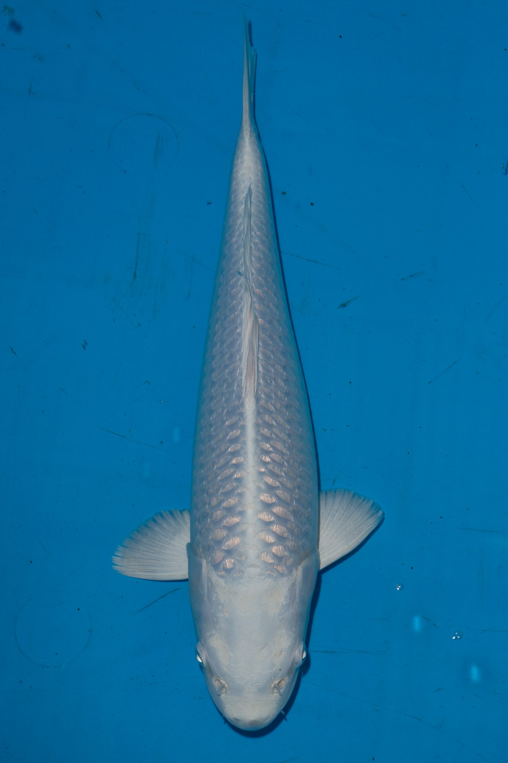 Gin Rin Platinum - Grand Koi, LLC