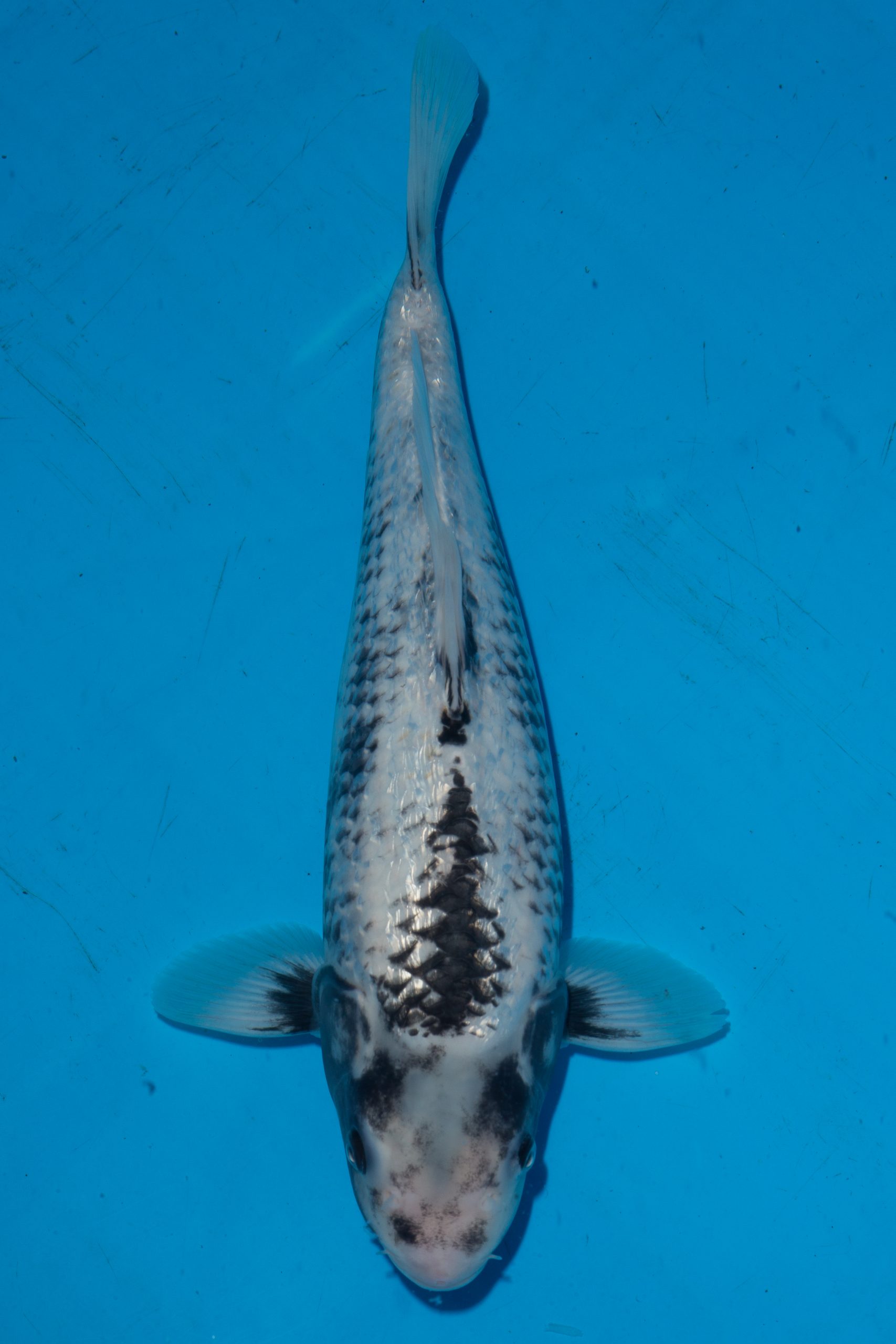 Gin Rin Kikokuryu - Grand Koi, LLC