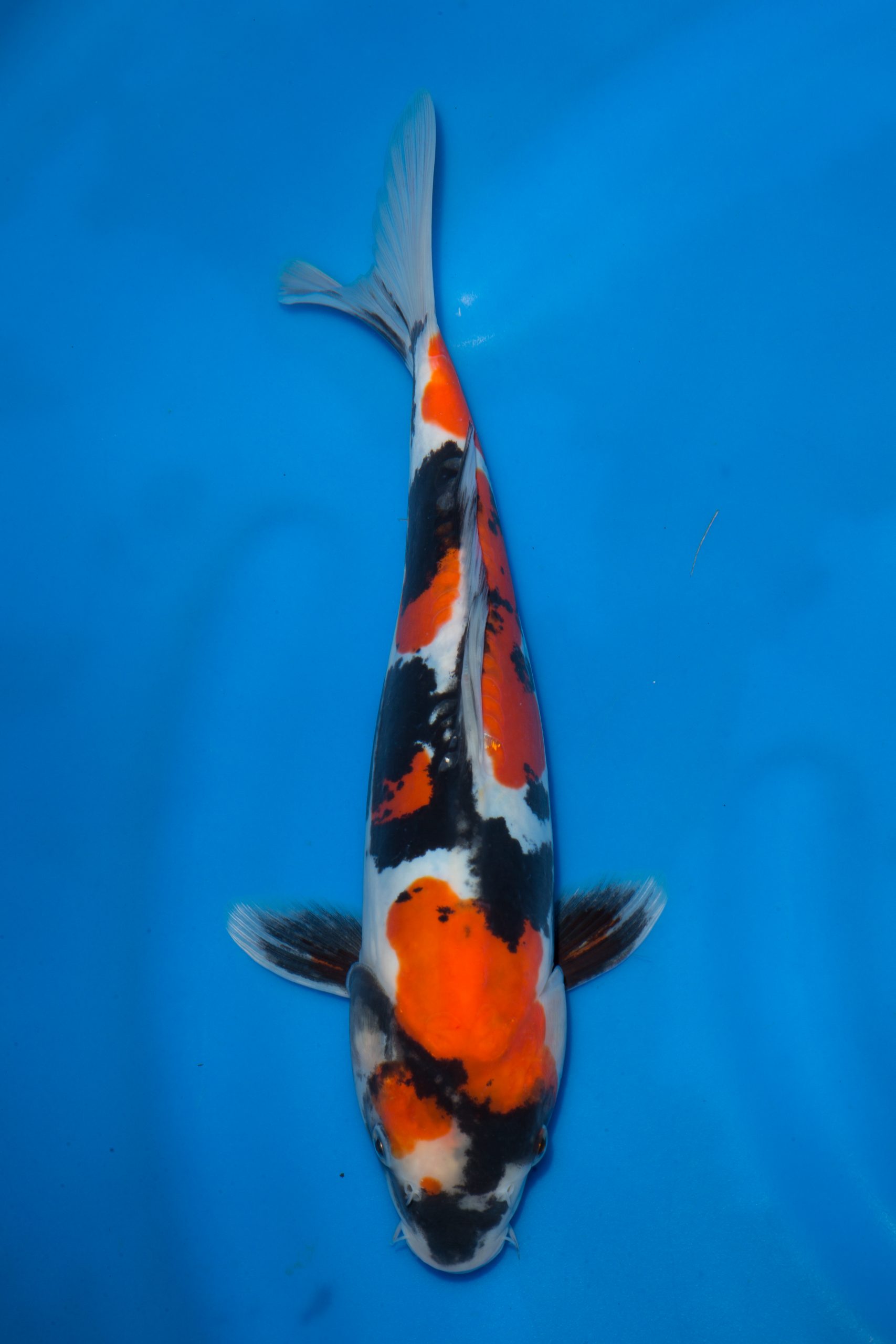 Doitsu Showa - Grand Koi, LLC