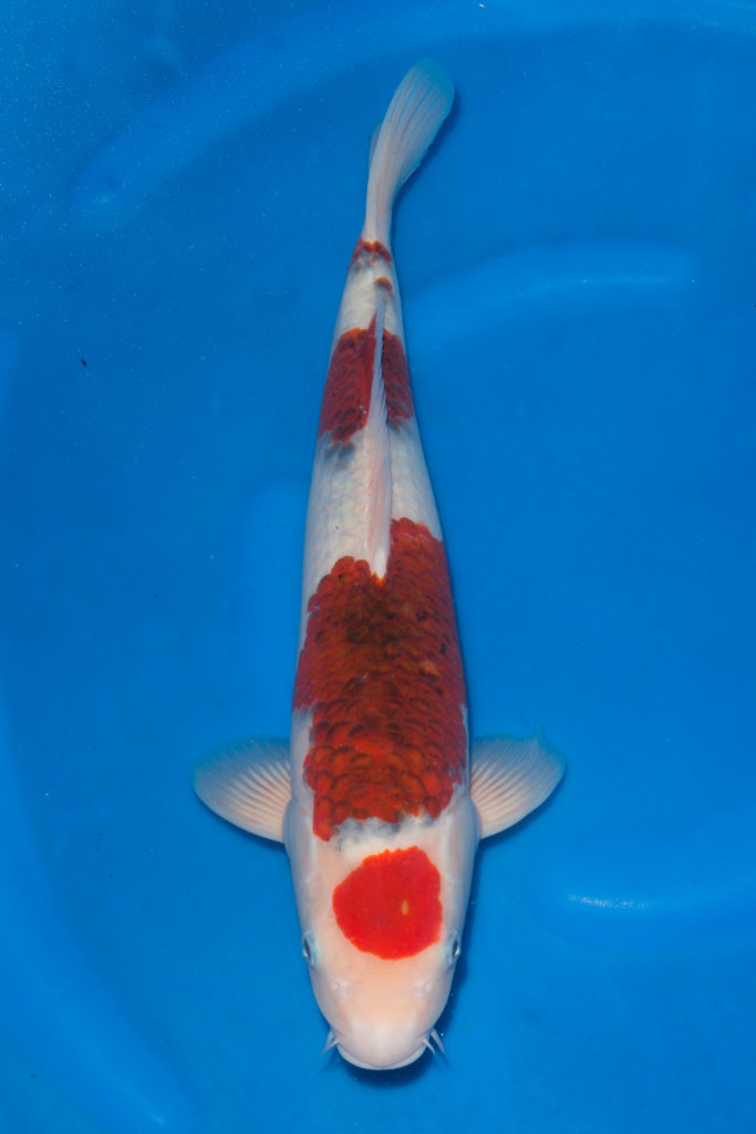 Goromo - Grand Koi, LLC