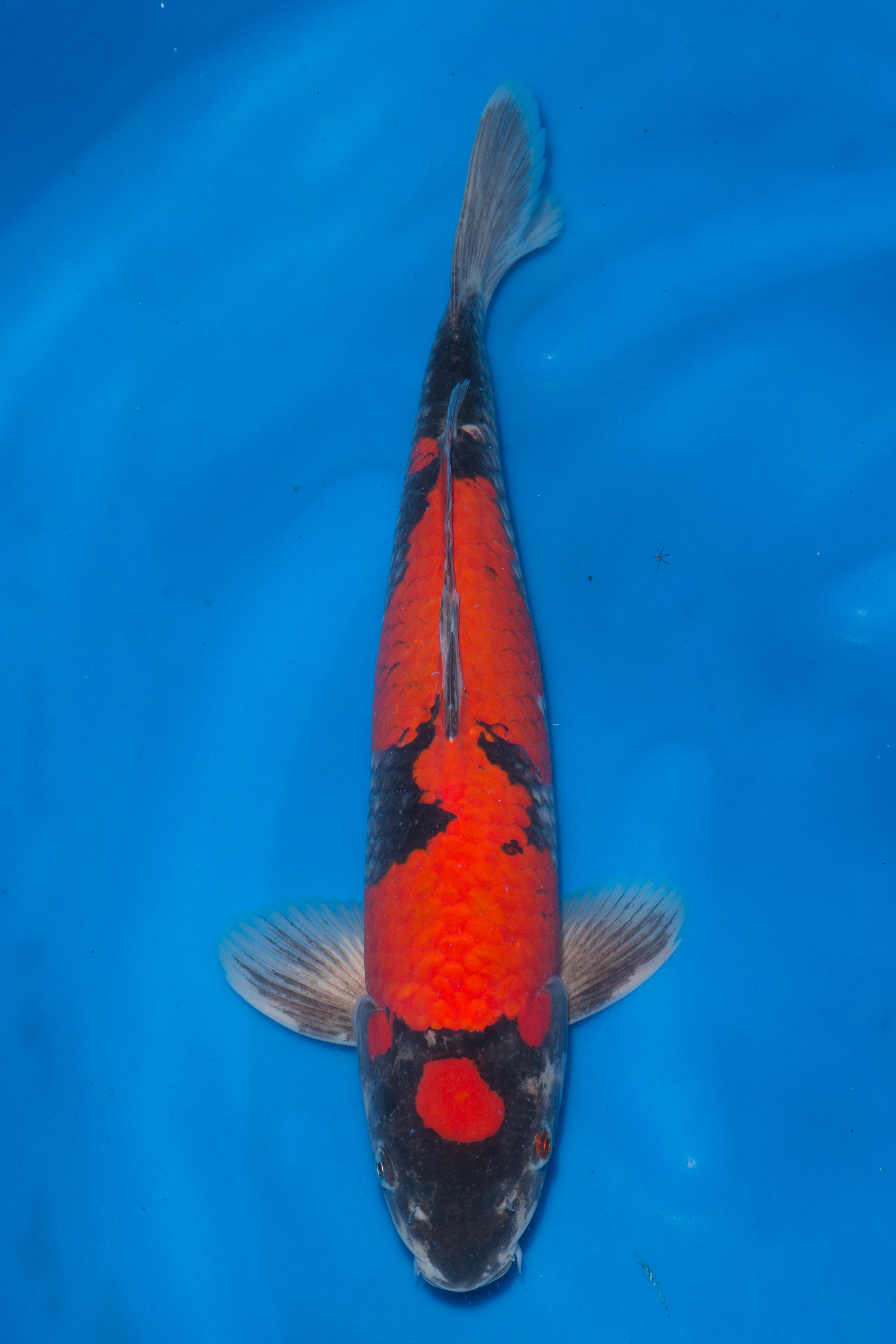 Goshiki - Grand Koi, LLC