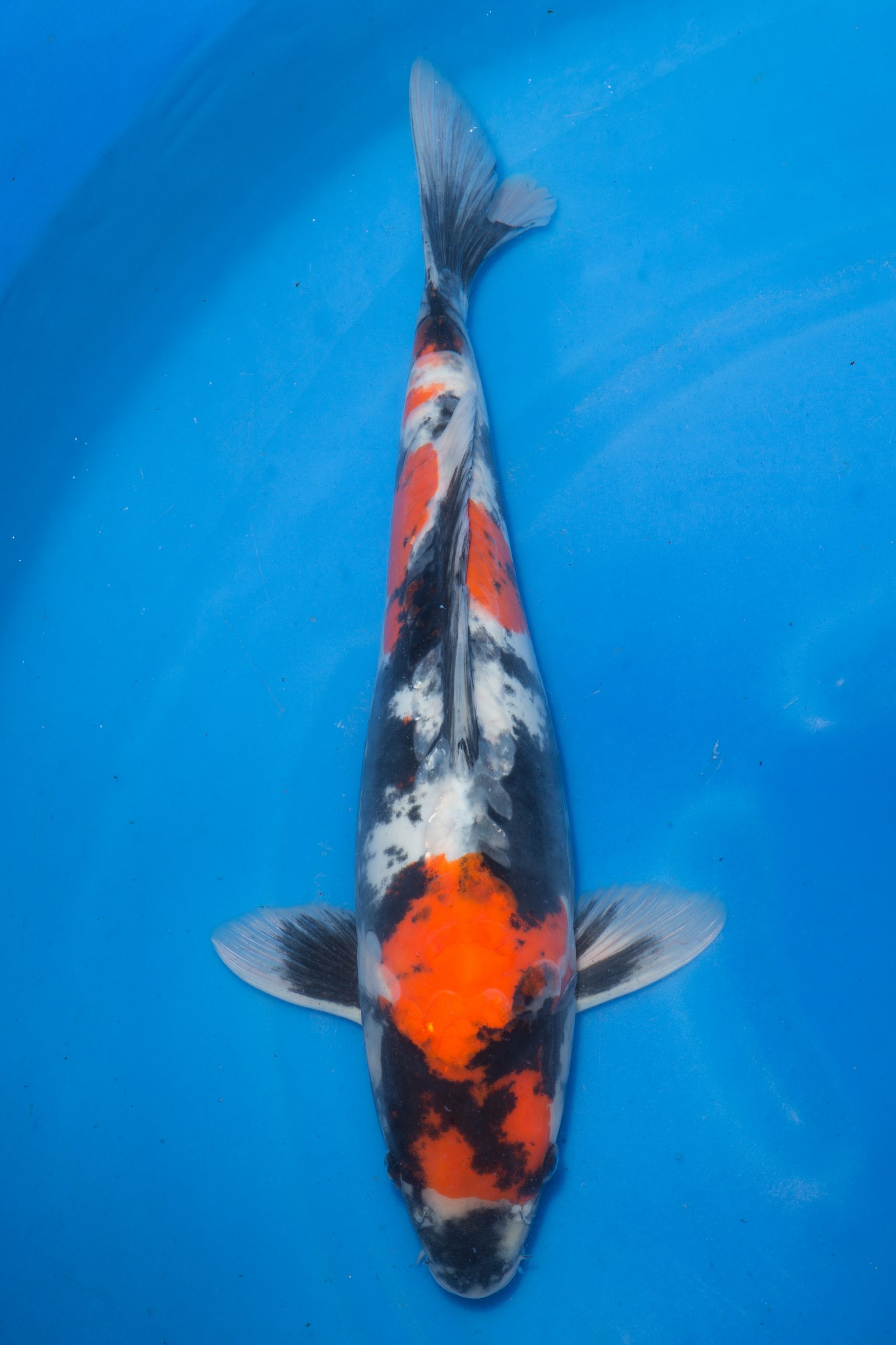 Doitsu Showa - Grand Koi, LLC