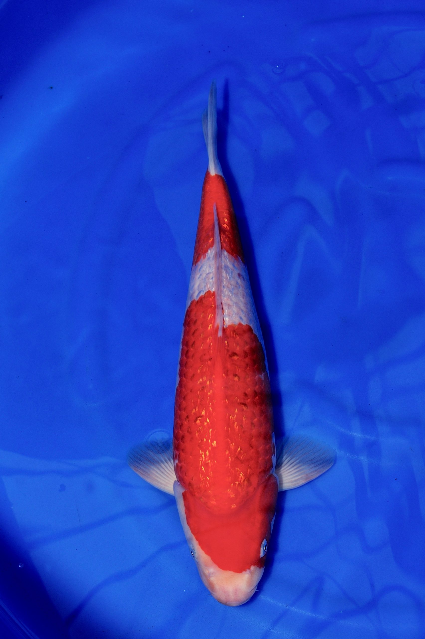 Gin Rin Kokaku - Grand Koi, LLC