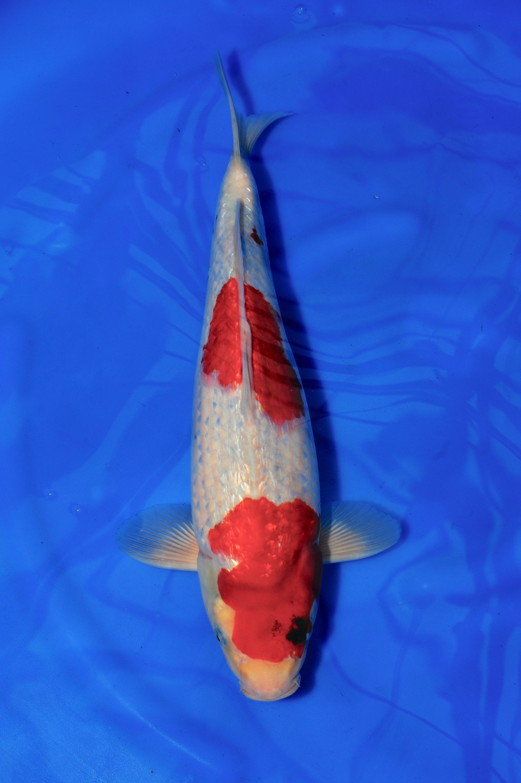 Gin Rin Showa - Grand Koi, LLC