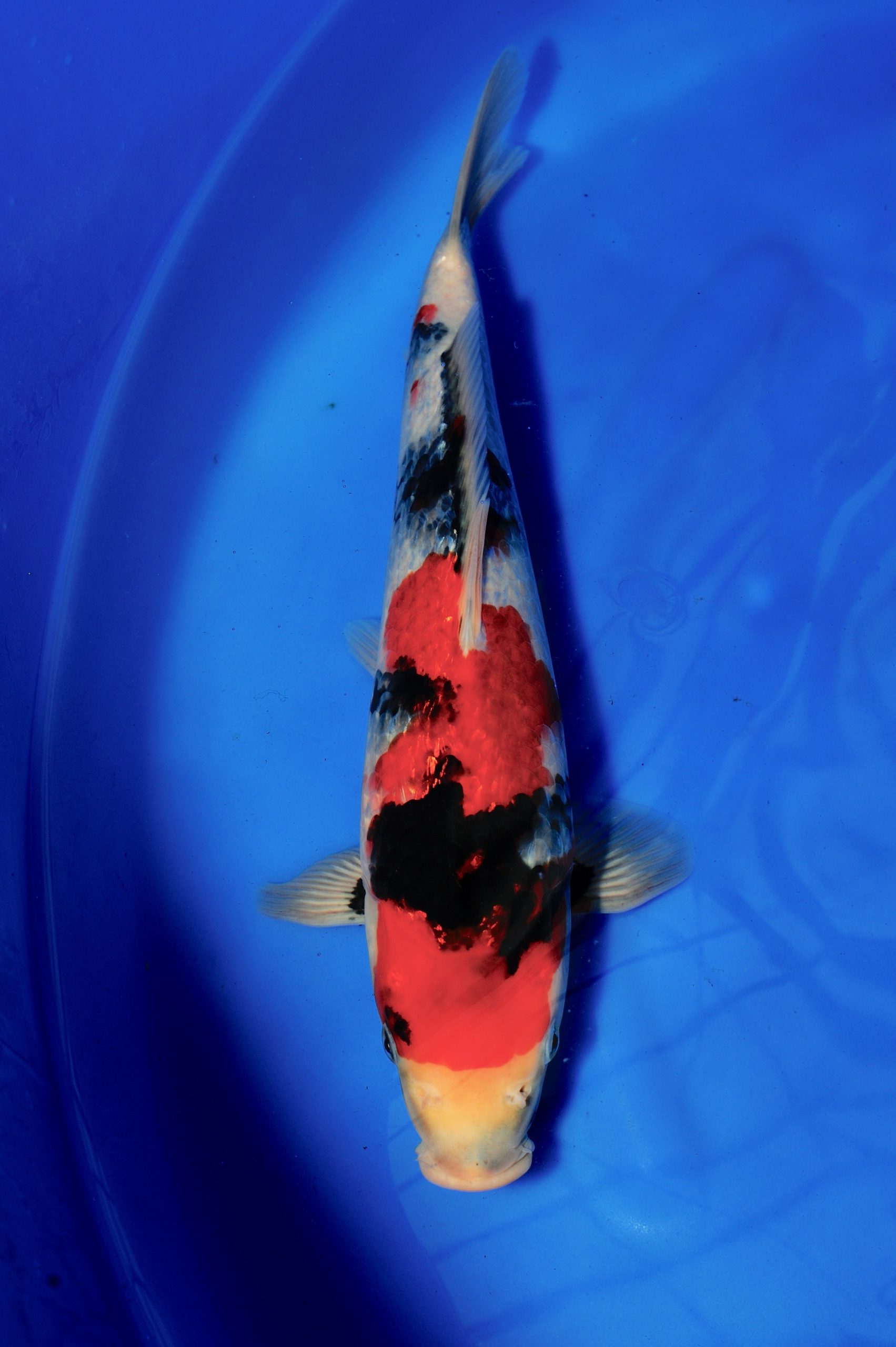 Gin Rin Showa - Grand Koi, LLC