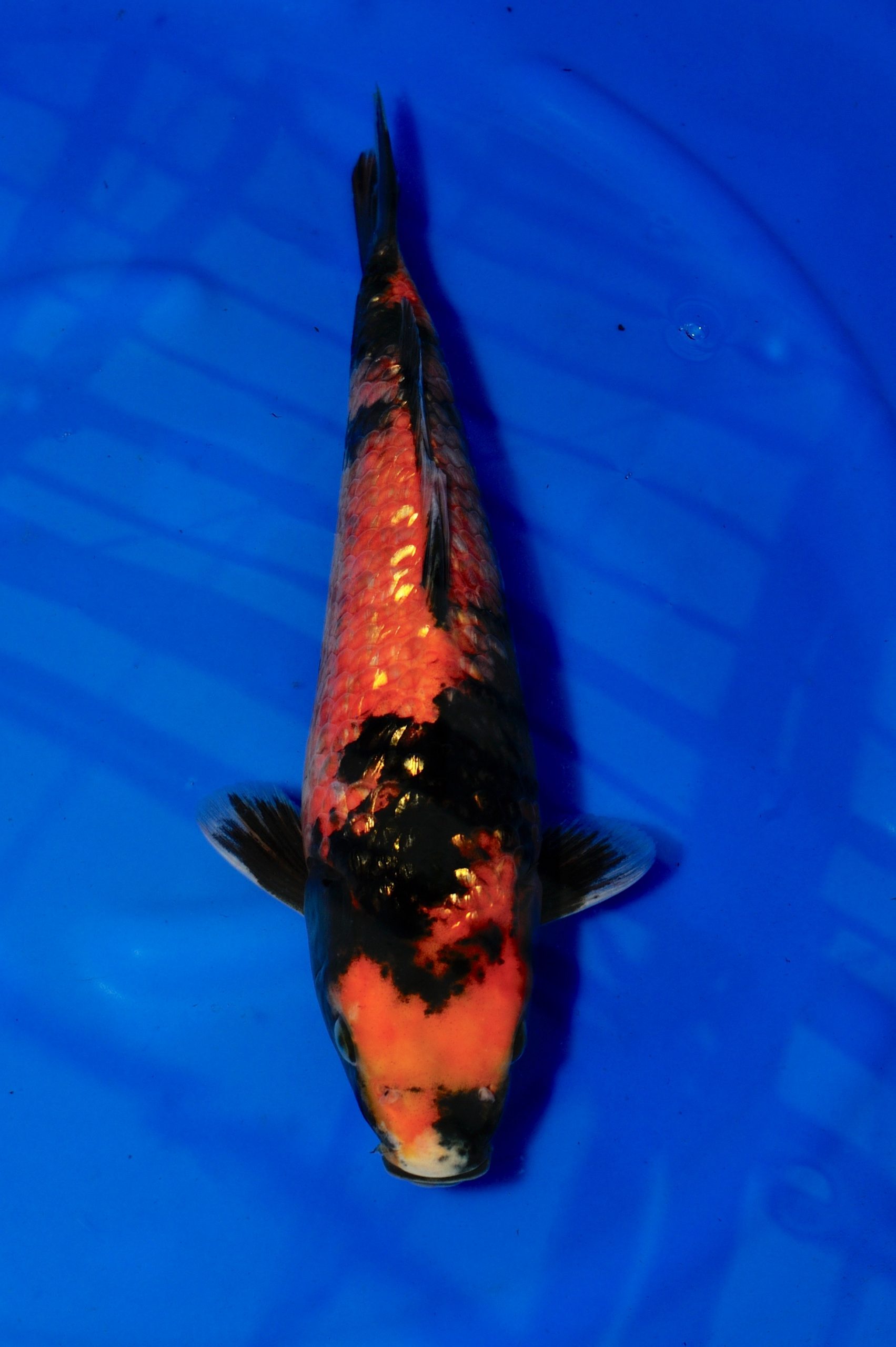 Gin Rin Hi Utsuri - Grand Koi, LLC