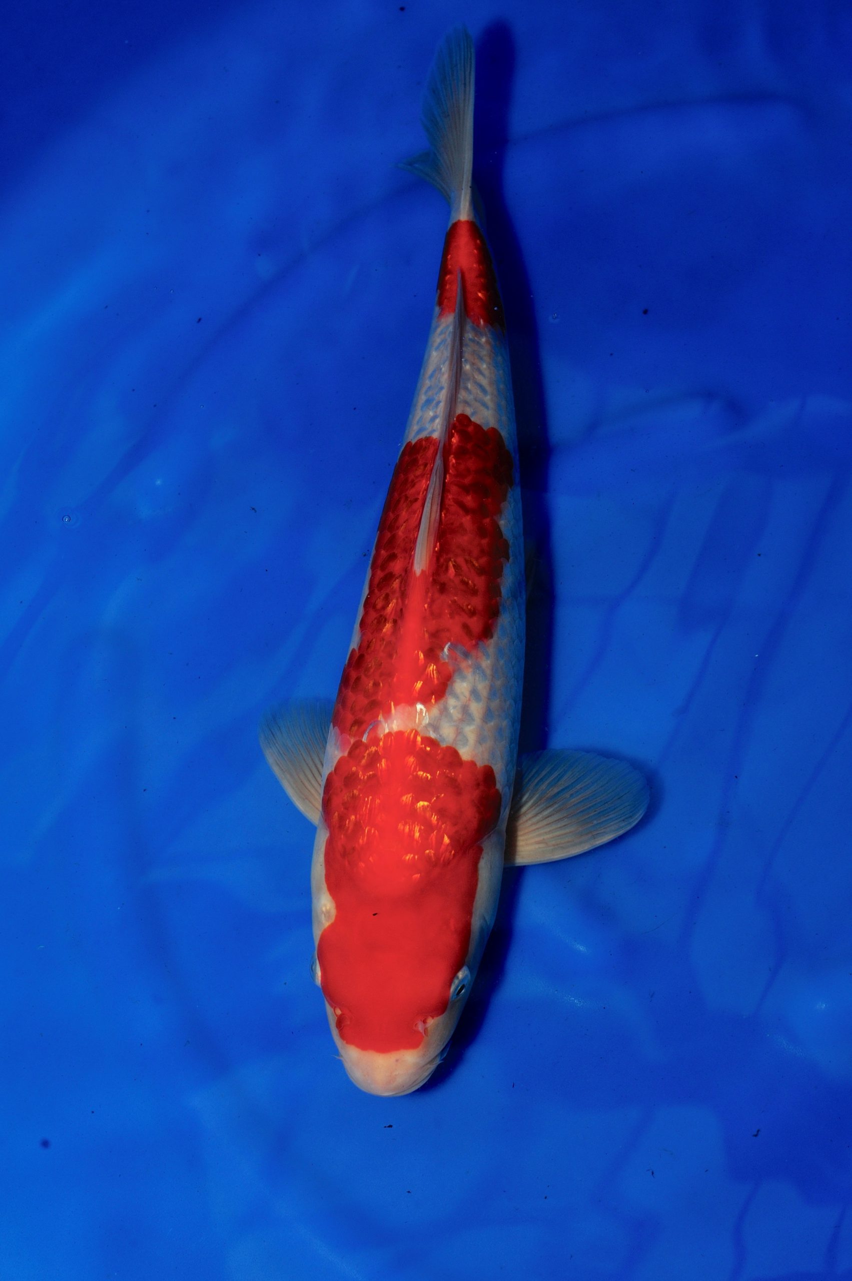 Gin Rin Kohaku - Grand Koi, LLC