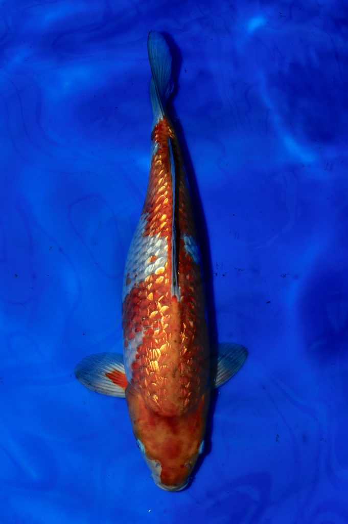 Gin Rin Ochiba - Grand Koi, LLC