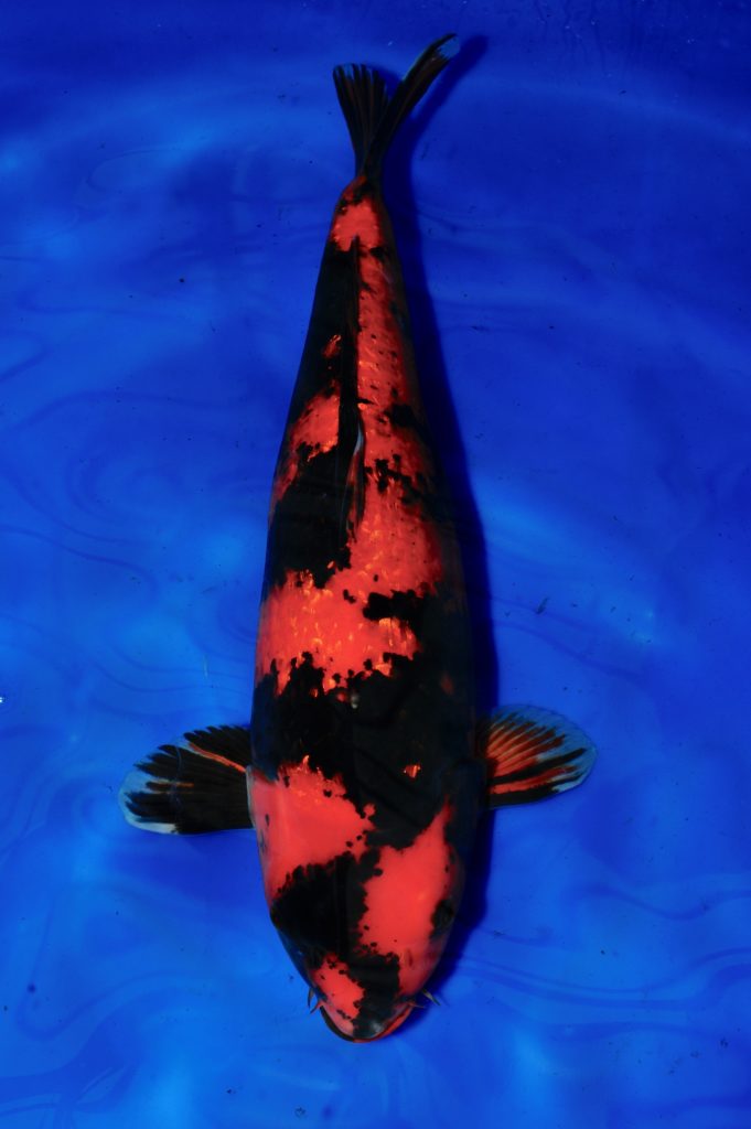 Gin Rin Hi Utsuri - Grand Koi, LLC