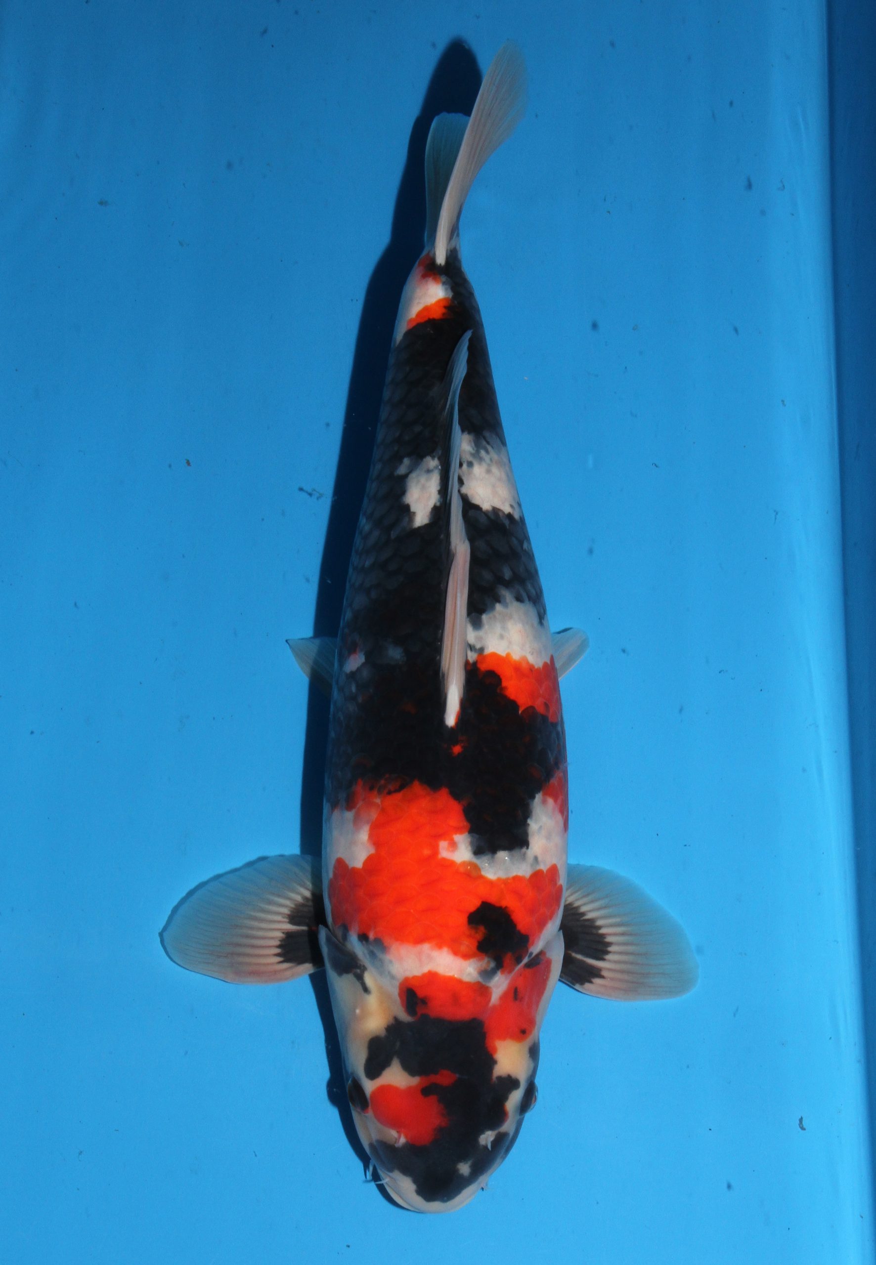 Showa - Grand Koi, LLC