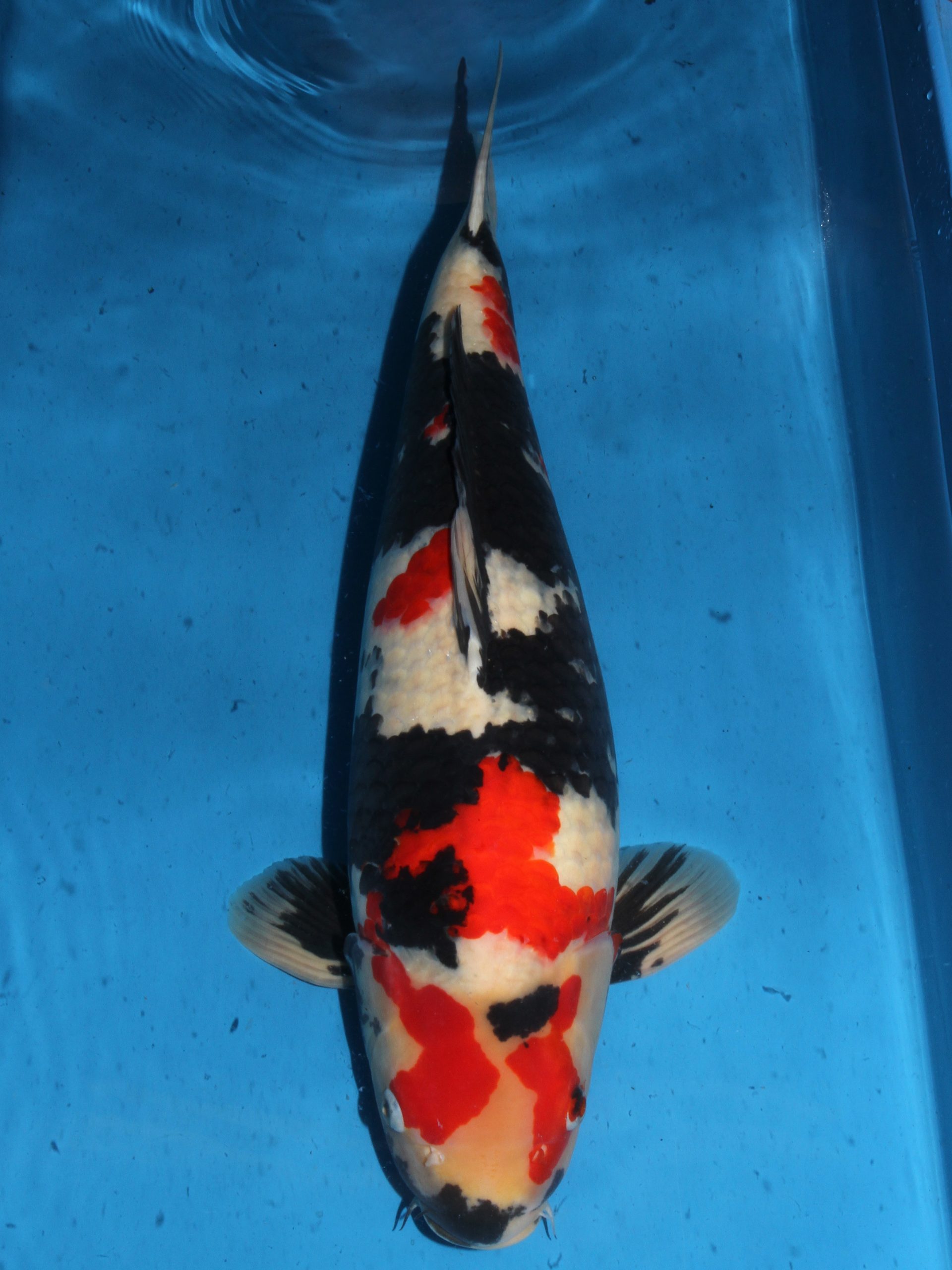 Showa - Grand Koi, LLC