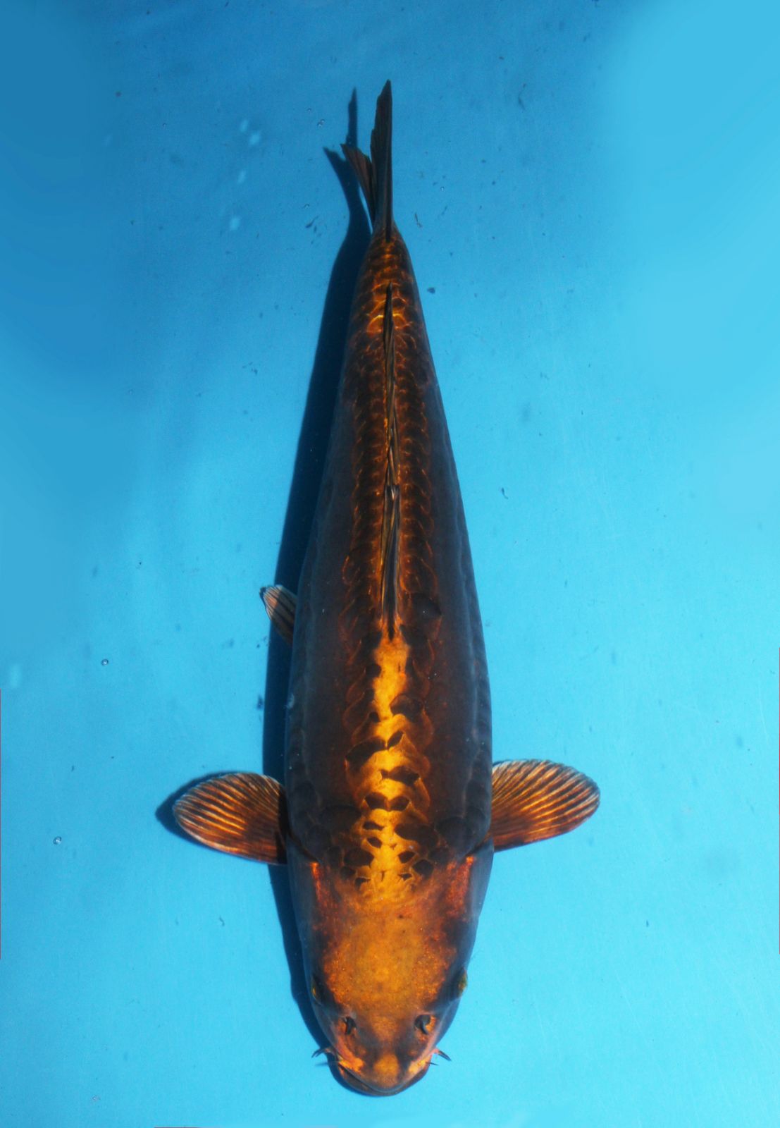 Kawarimono-SOLD - Grand Koi, LLC