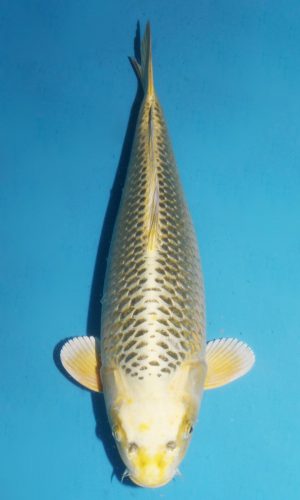 Kawarimono Archives - Grand Koi, LLC