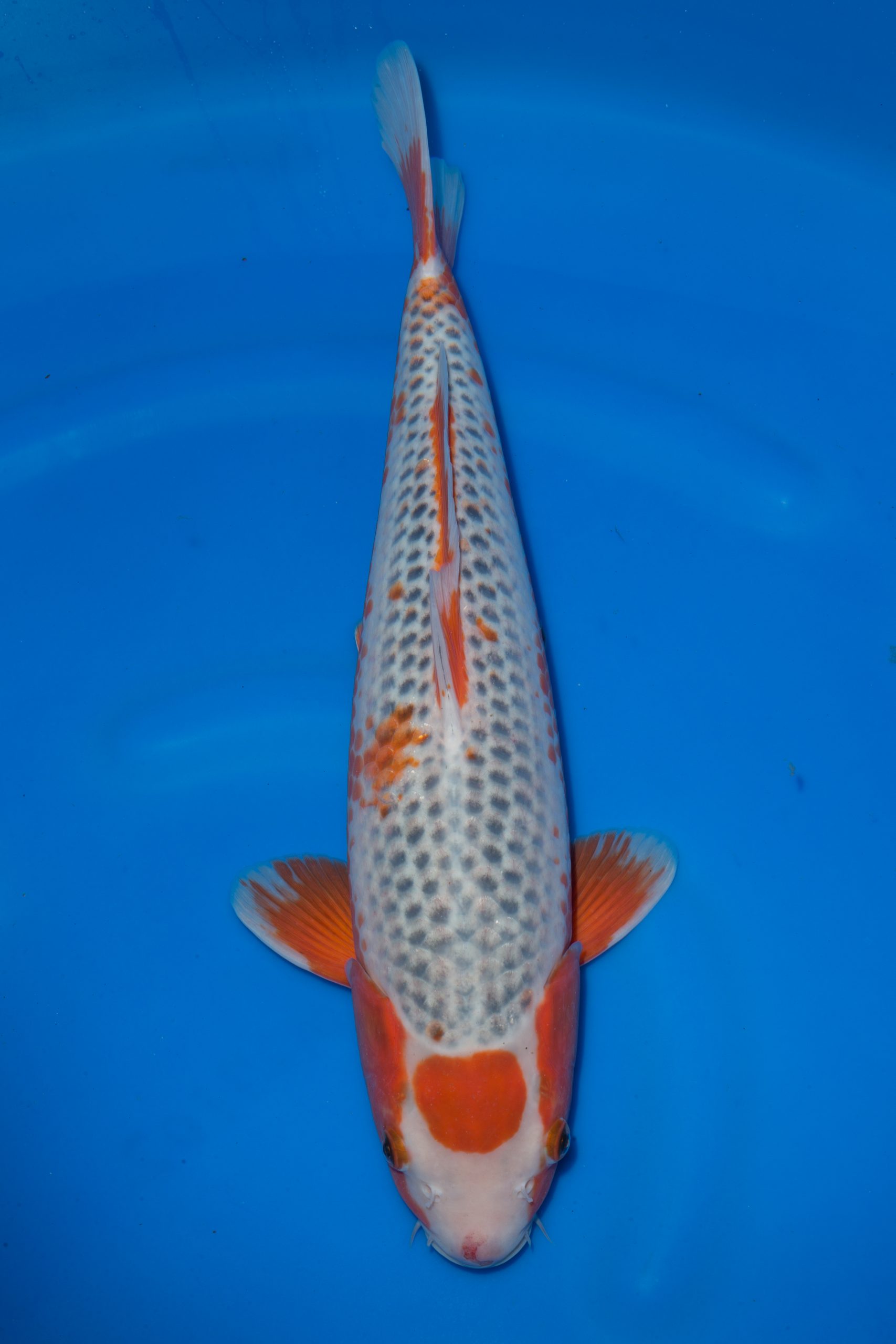 Tancho Asagi - Grand Koi, LLC