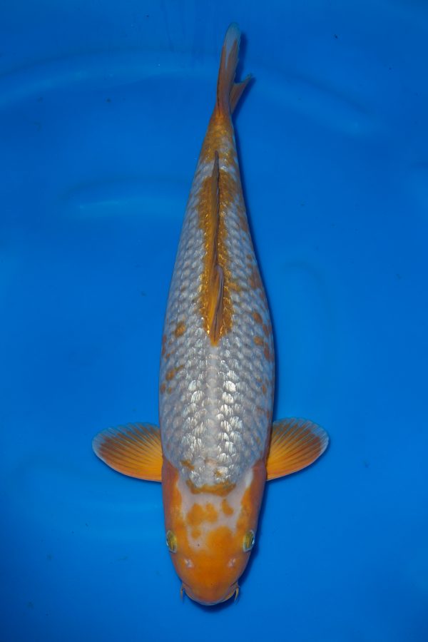 Gin Rin Ochiba - Grand Koi, LLC