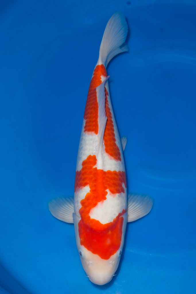 Kohaku - Grand Koi, LLC