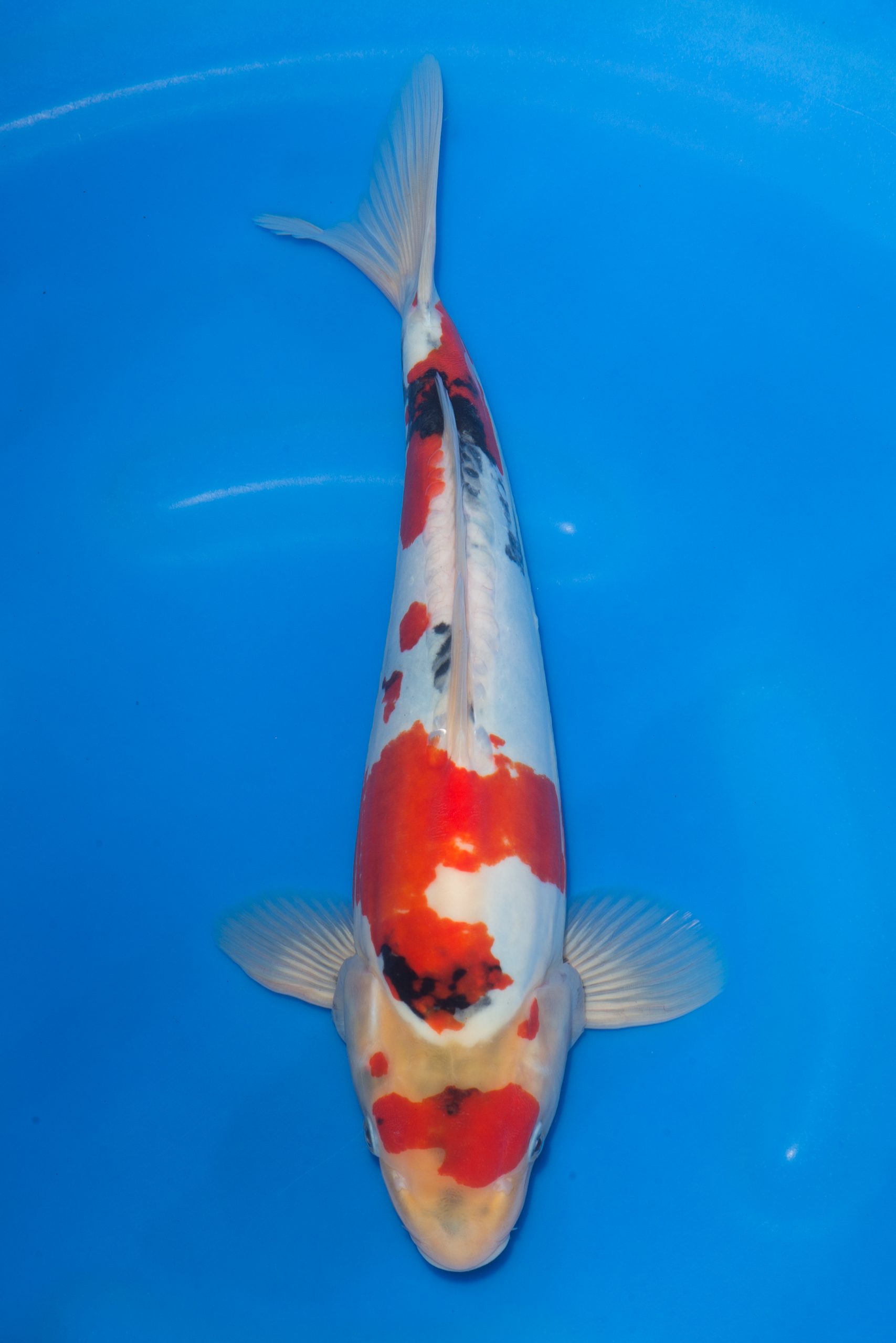 Doitsu Showa - Grand Koi, LLC