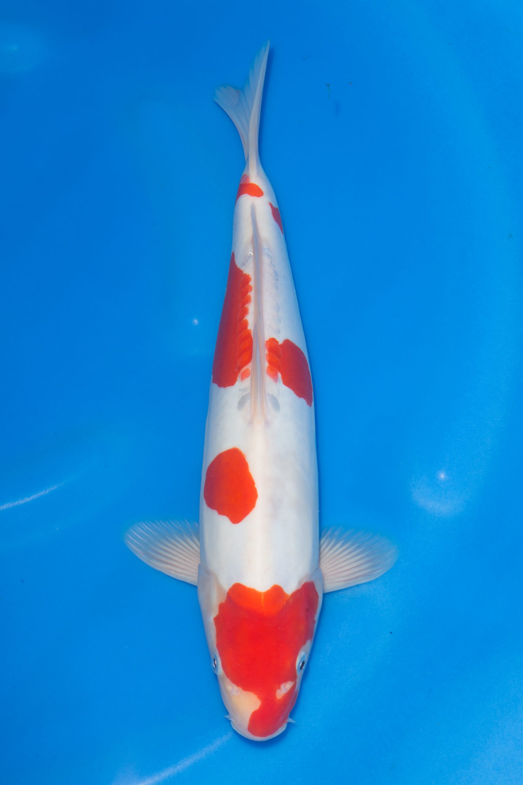 Doitsu Kohaku - Grand Koi, LLC