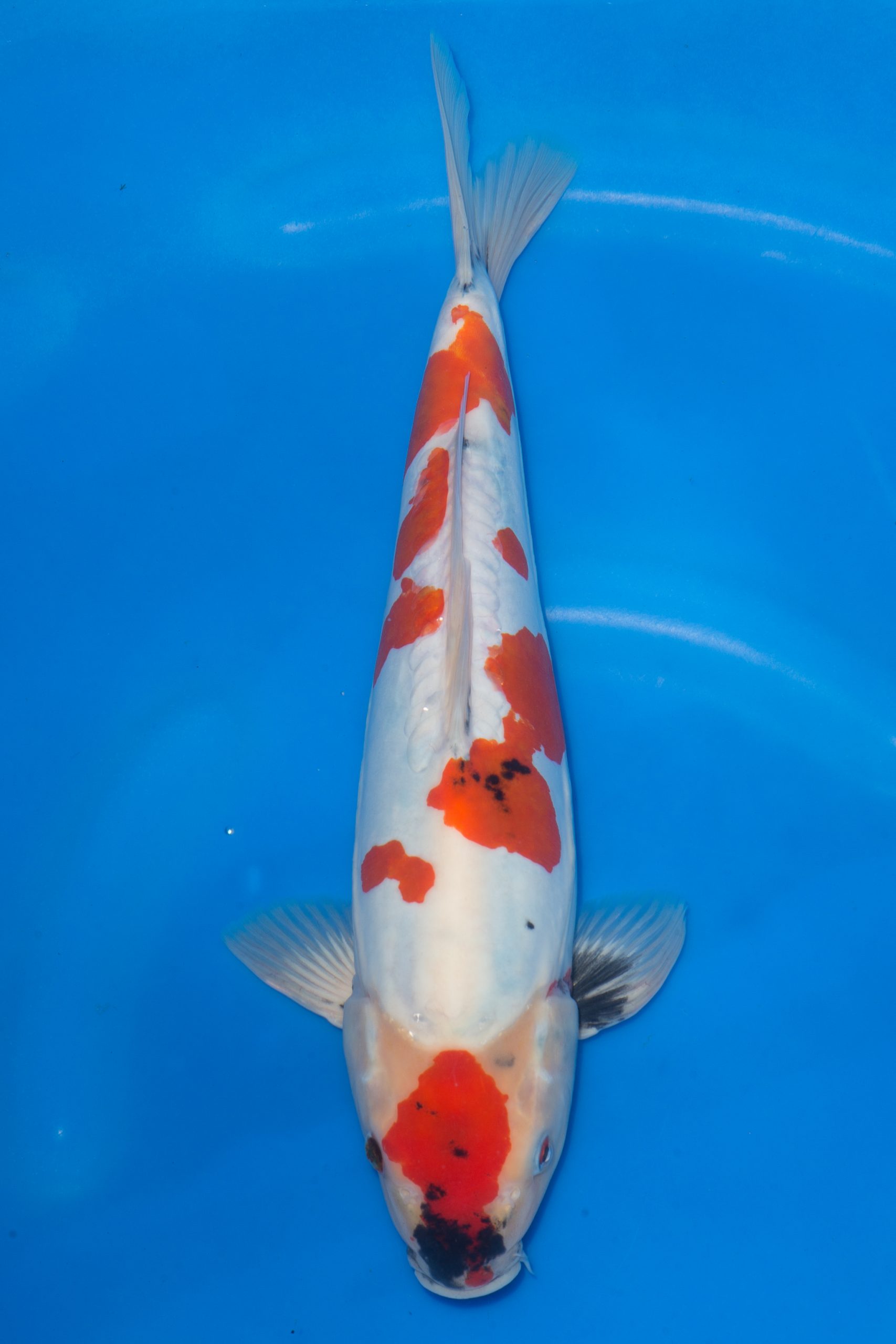 Doitsu Showa - Grand Koi, LLC