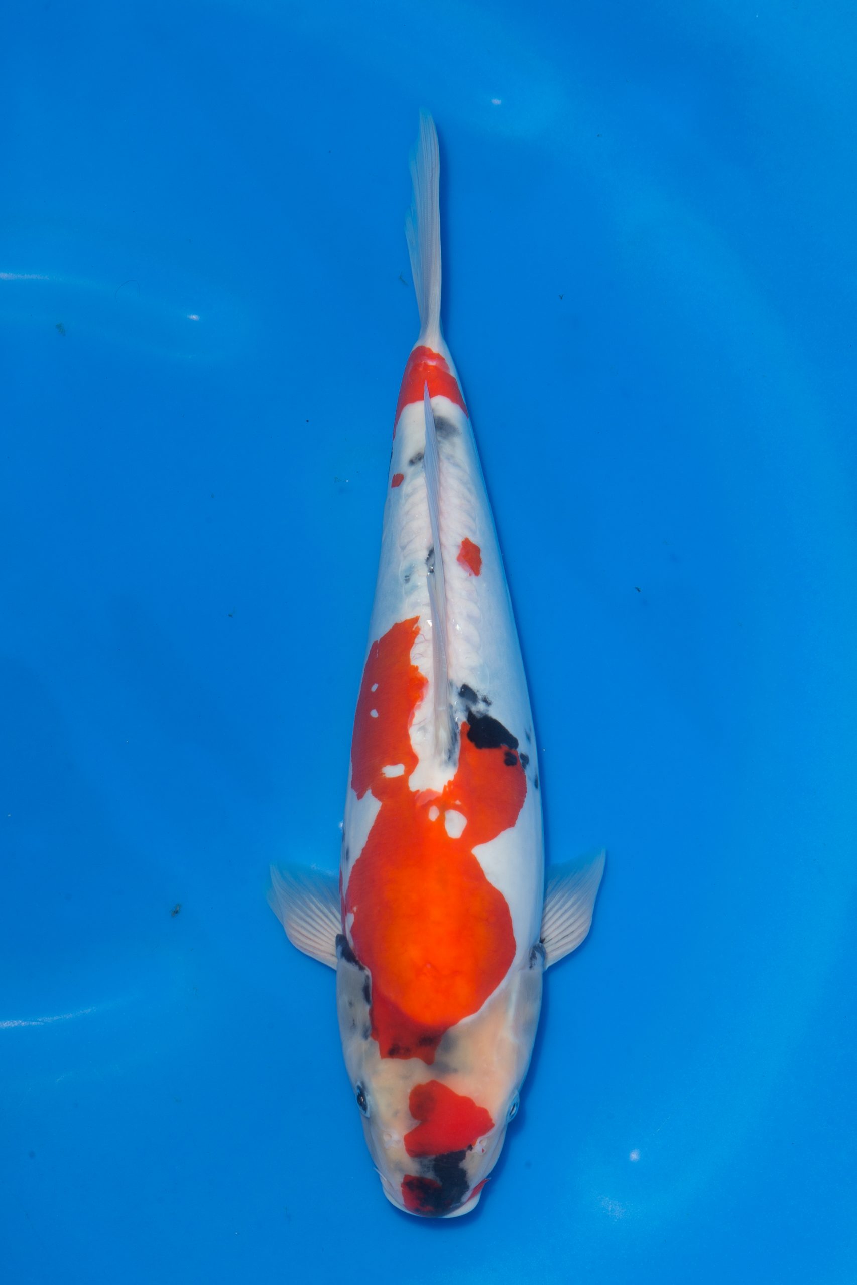 Doitsu Showa - Grand Koi, LLC