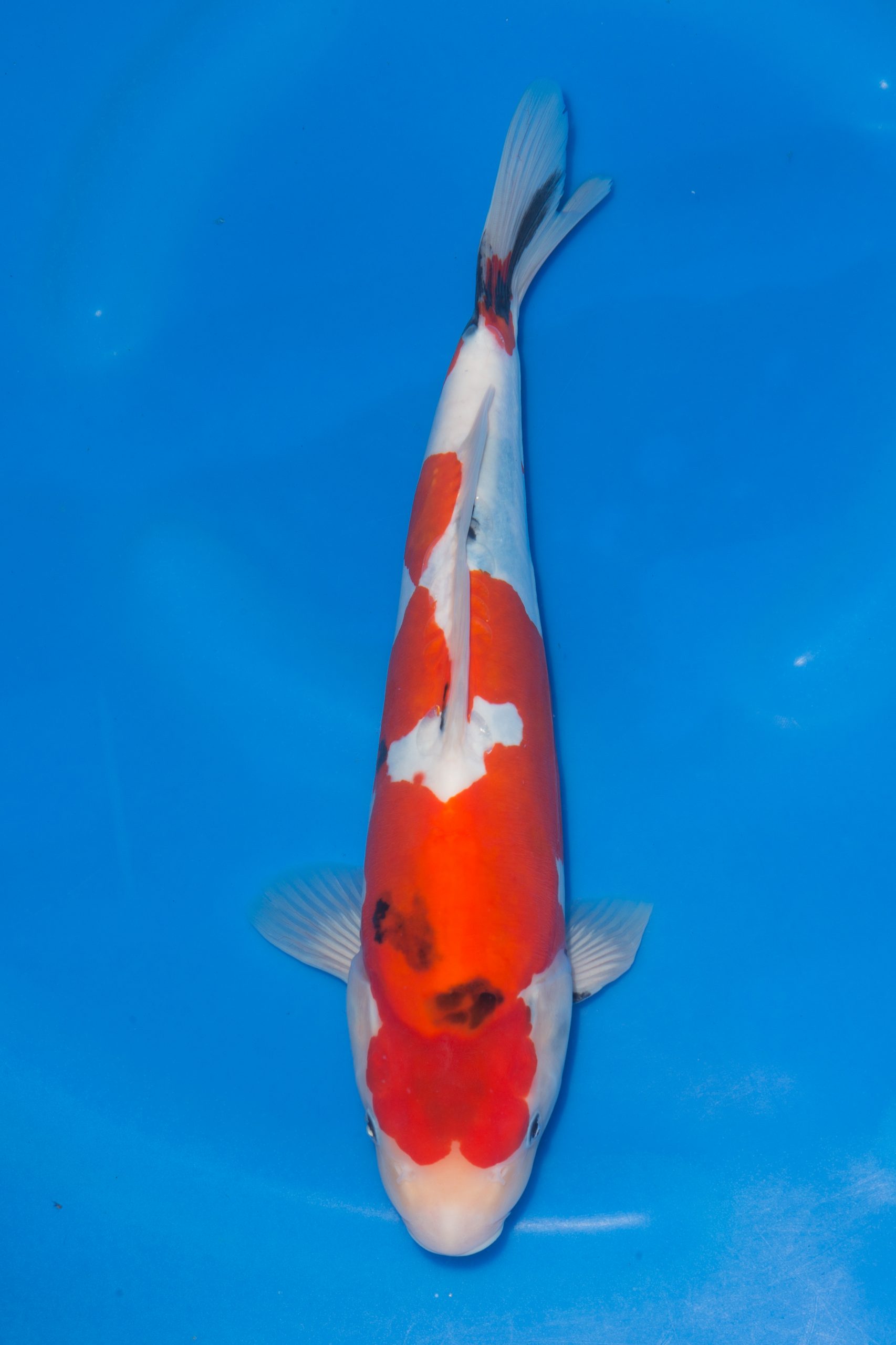 Doitsu Showa - Grand Koi, LLC