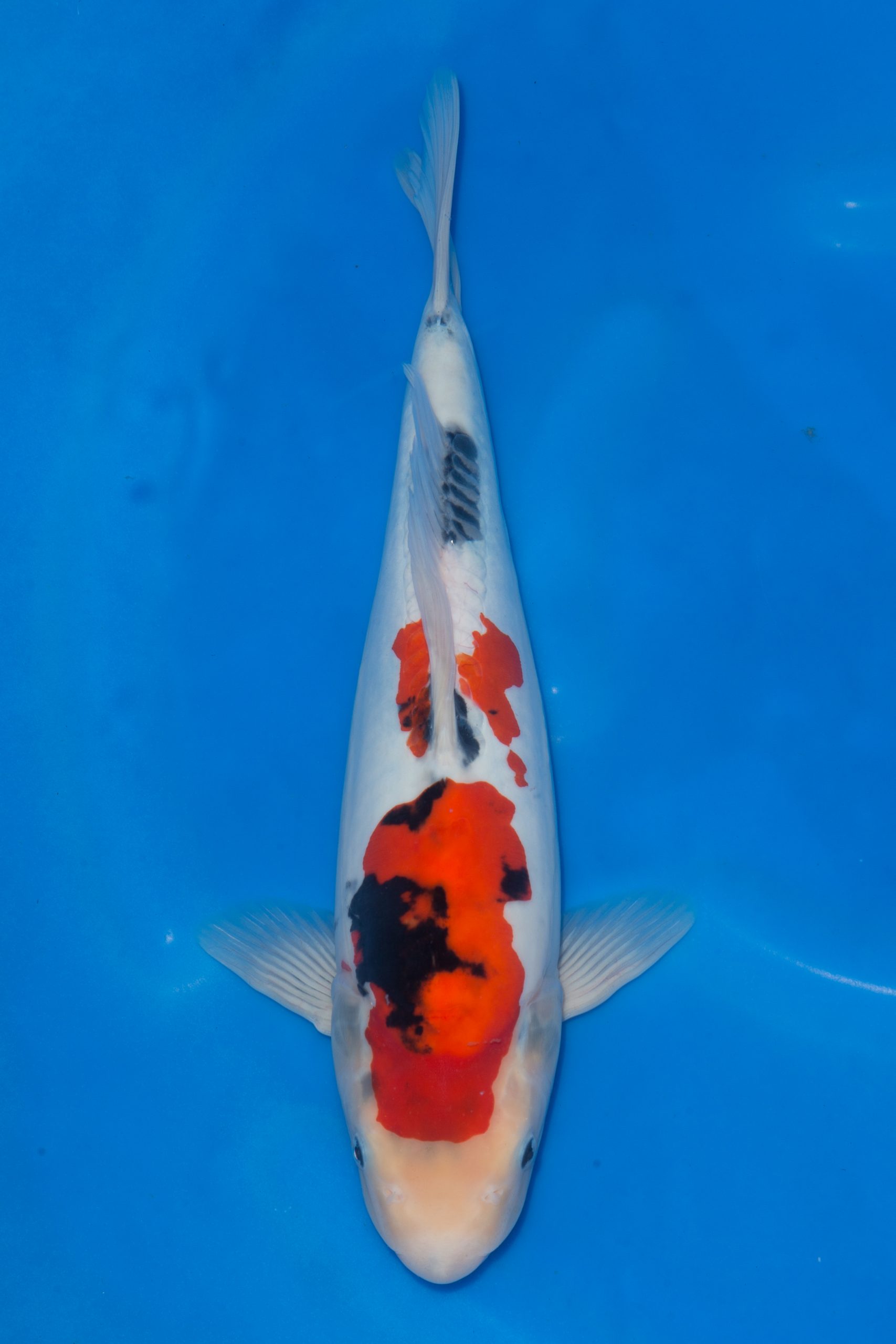 Doitsu Showa - Grand Koi, LLC