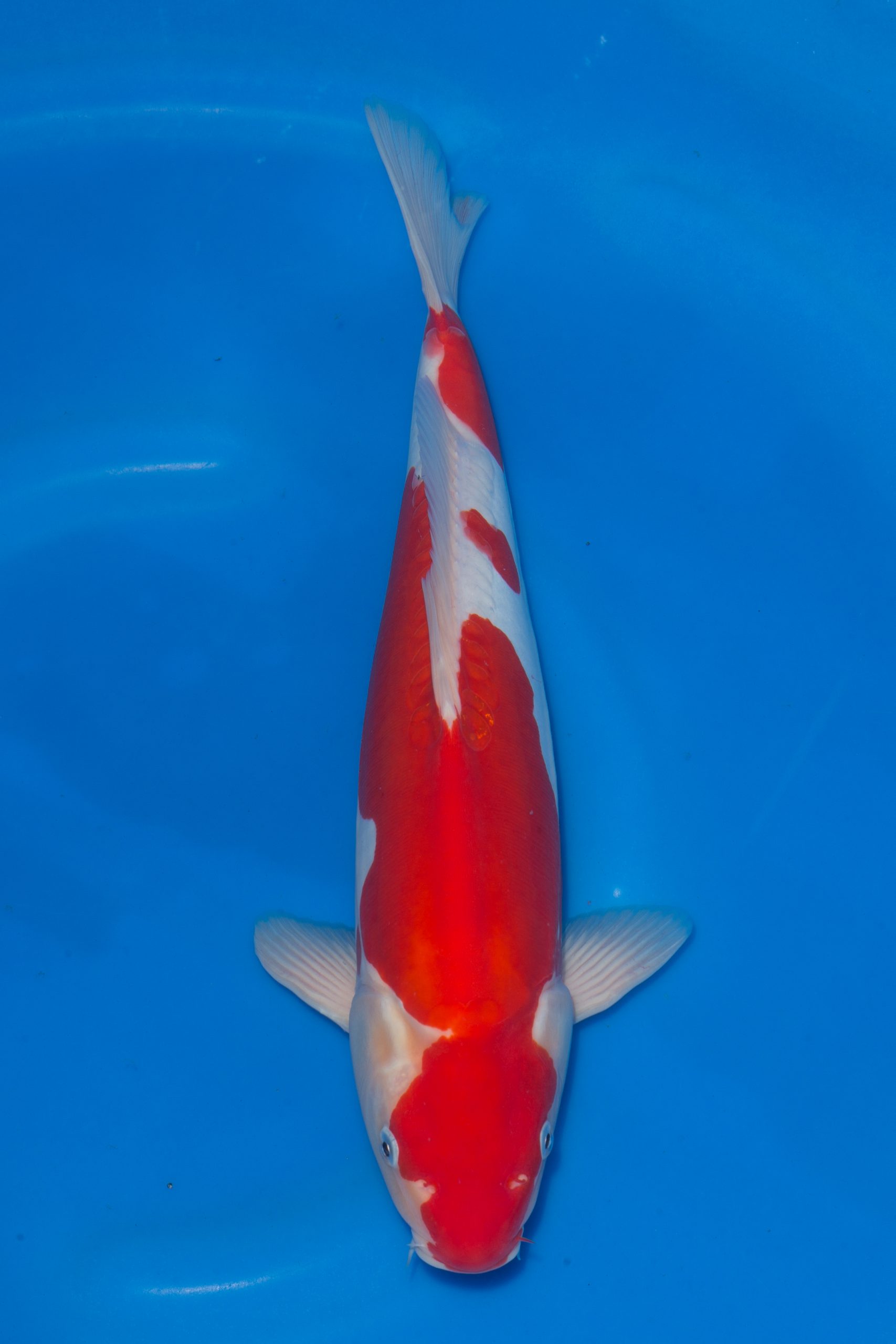 Doitsu Kohaku - Grand Koi, LLC