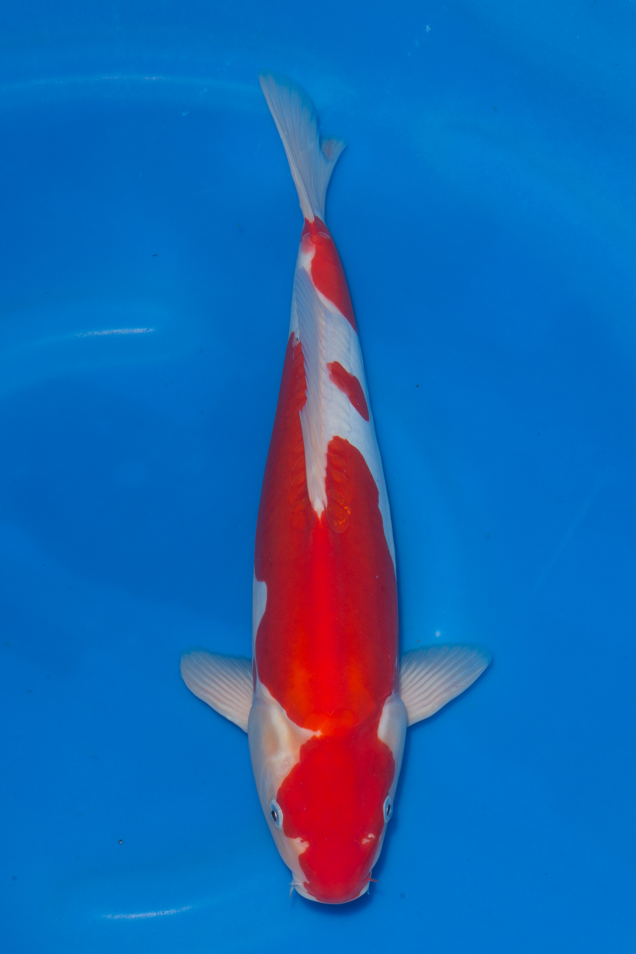 Doitsu Kohaku - Grand Koi, LLC