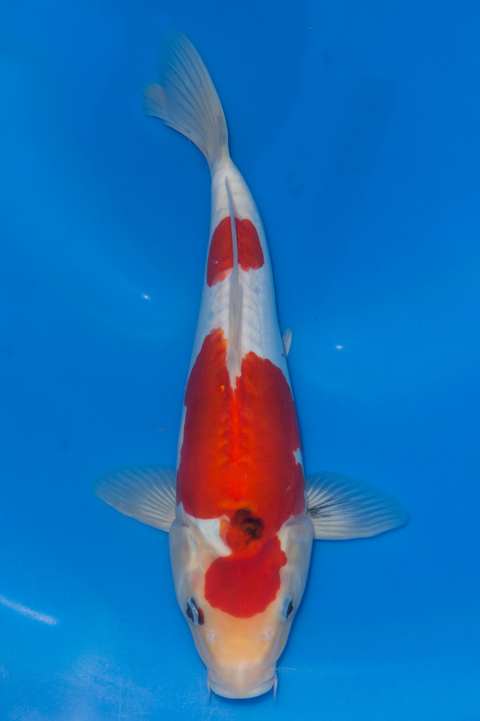 Doitsu Sanke - Grand Koi, LLC