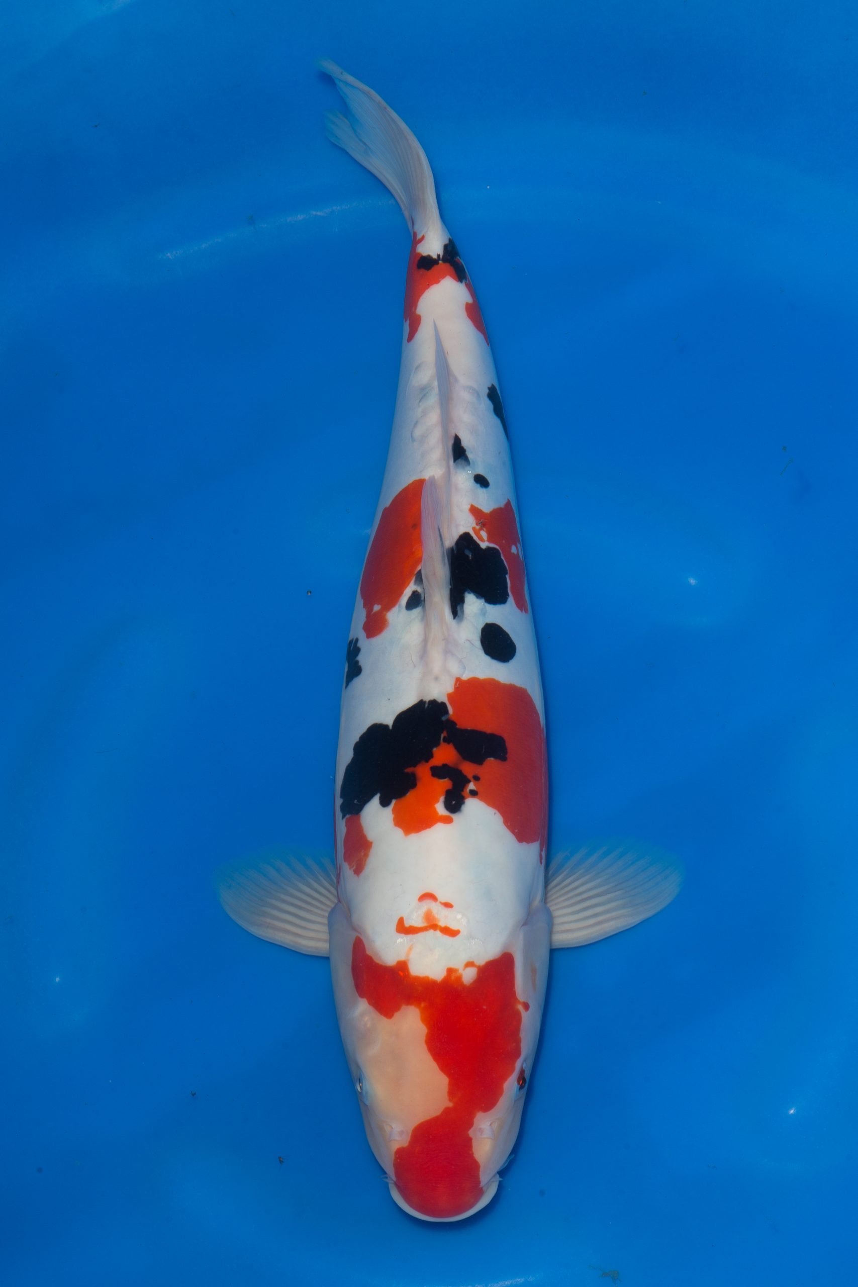 Doitsu Sanke - Grand Koi, LLC
