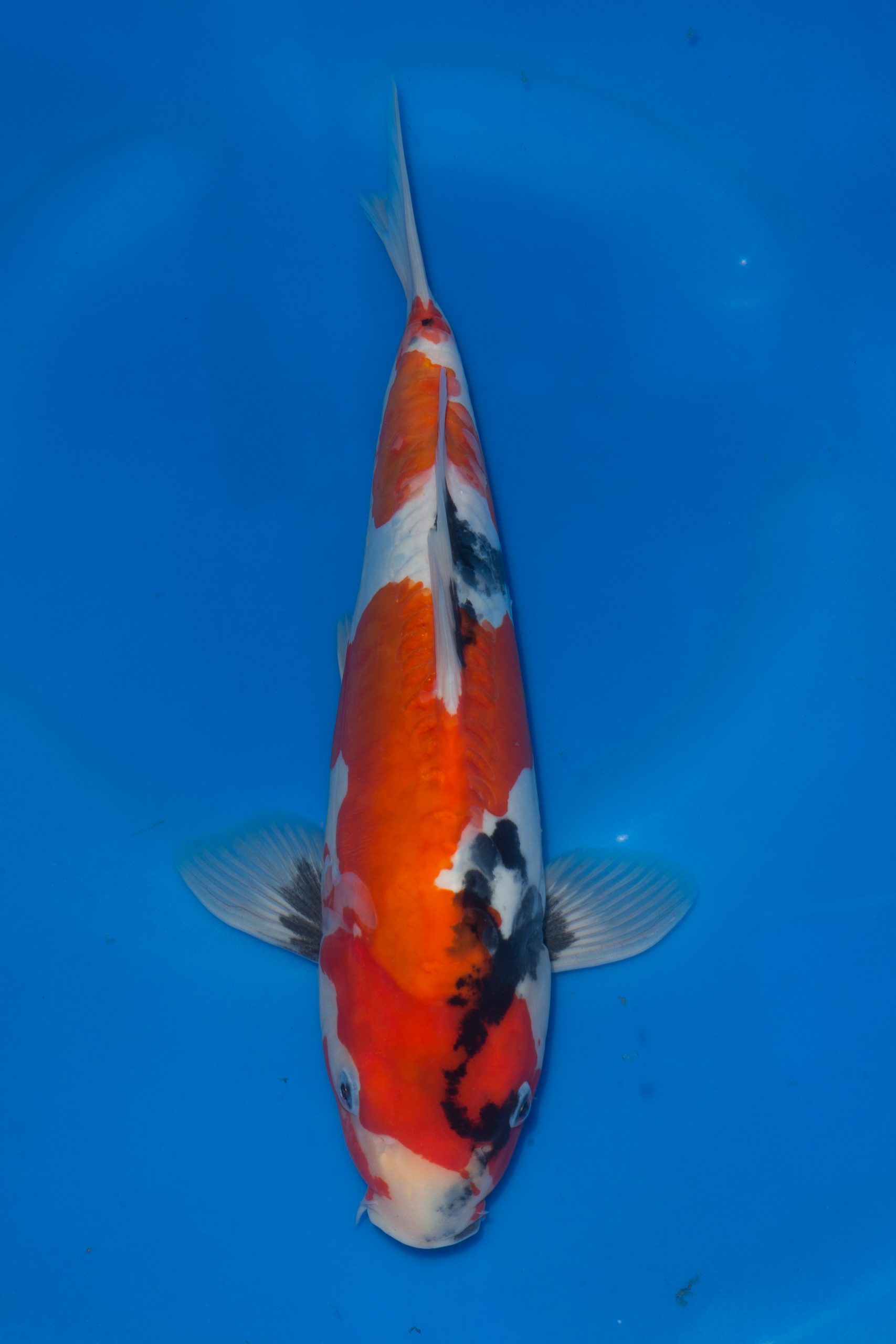 Doitsu Showa - Grand Koi, LLC