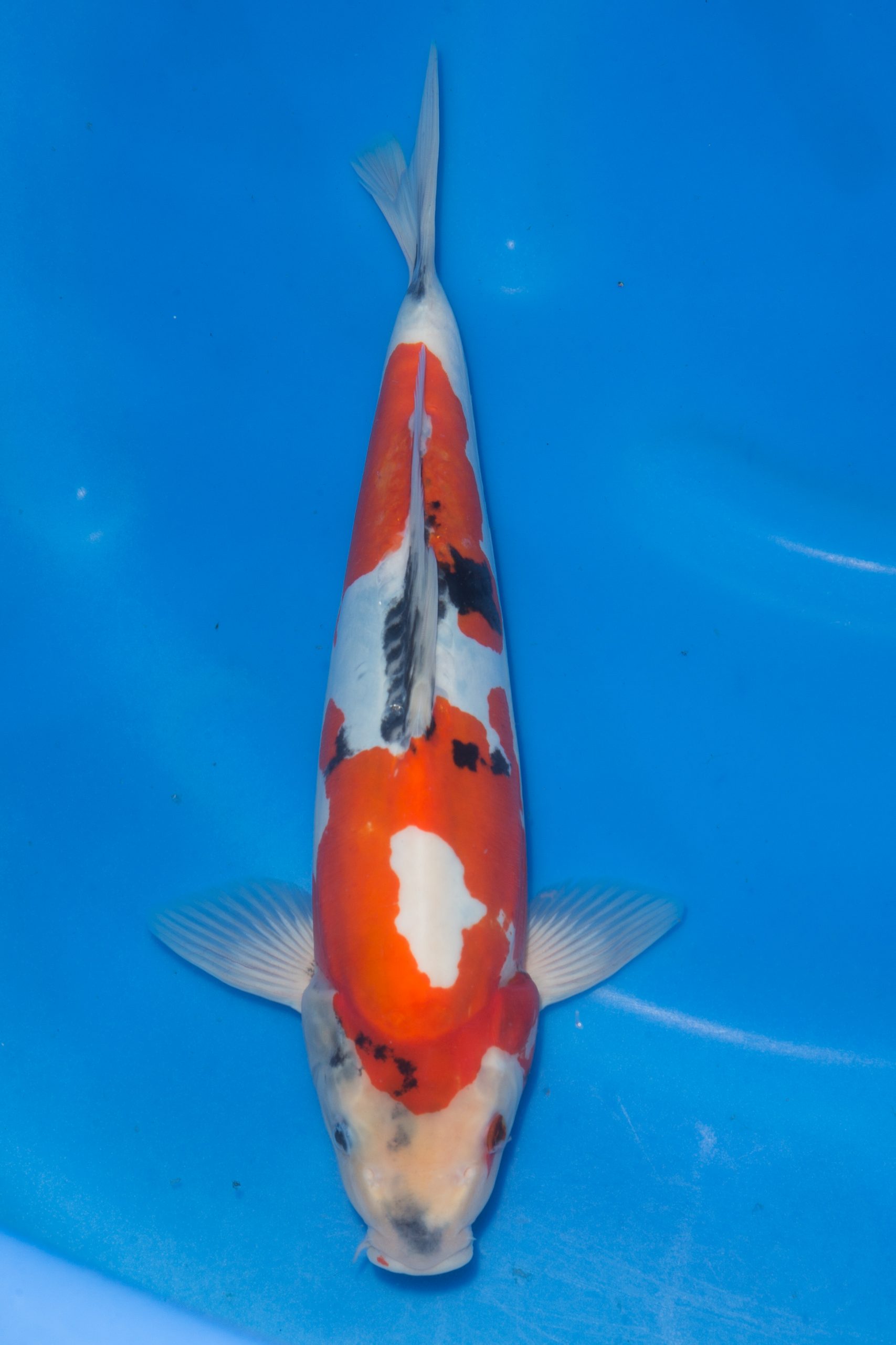 Doitsu Showa - Grand Koi, LLC