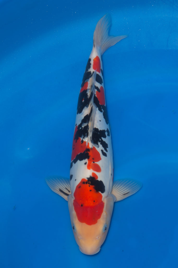 Doitsu Showa - Grand Koi, LLC